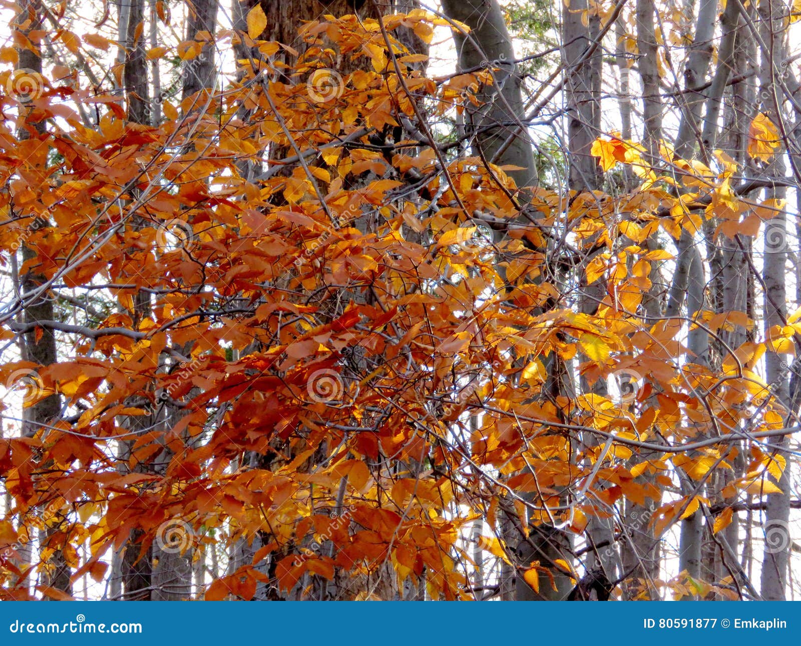Toronto autumn forest 2016 stock image. Image of brake - 80591877