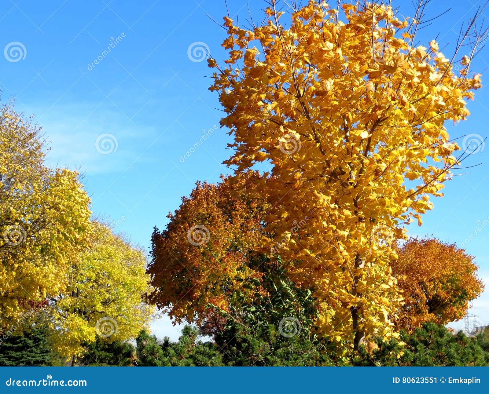 Toronto the Autumn Trees 2016 Stock Image - Image of bright, grassland ...