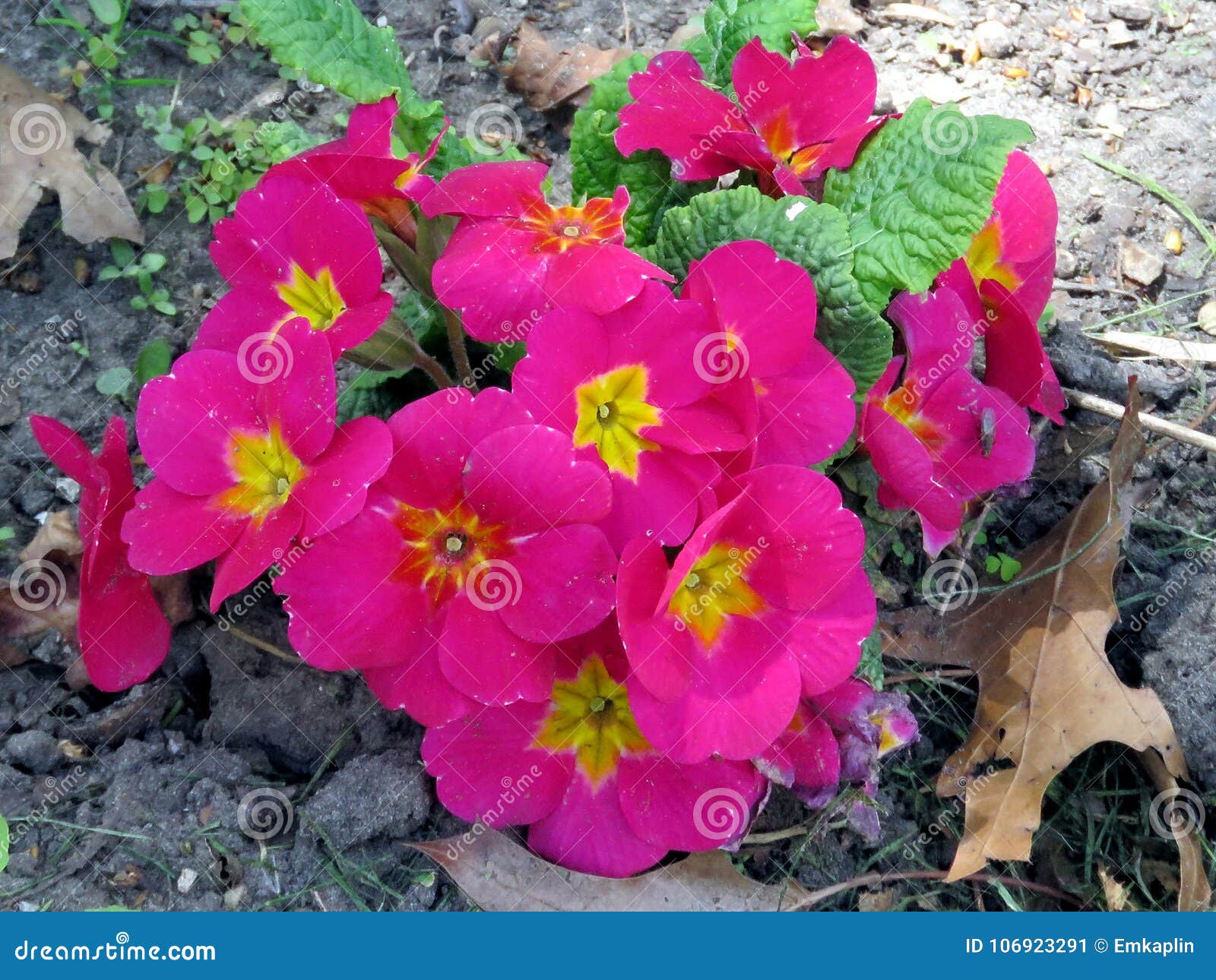 Toronto High Park Primula 2016 Stock Image - Image of plant, pink ...