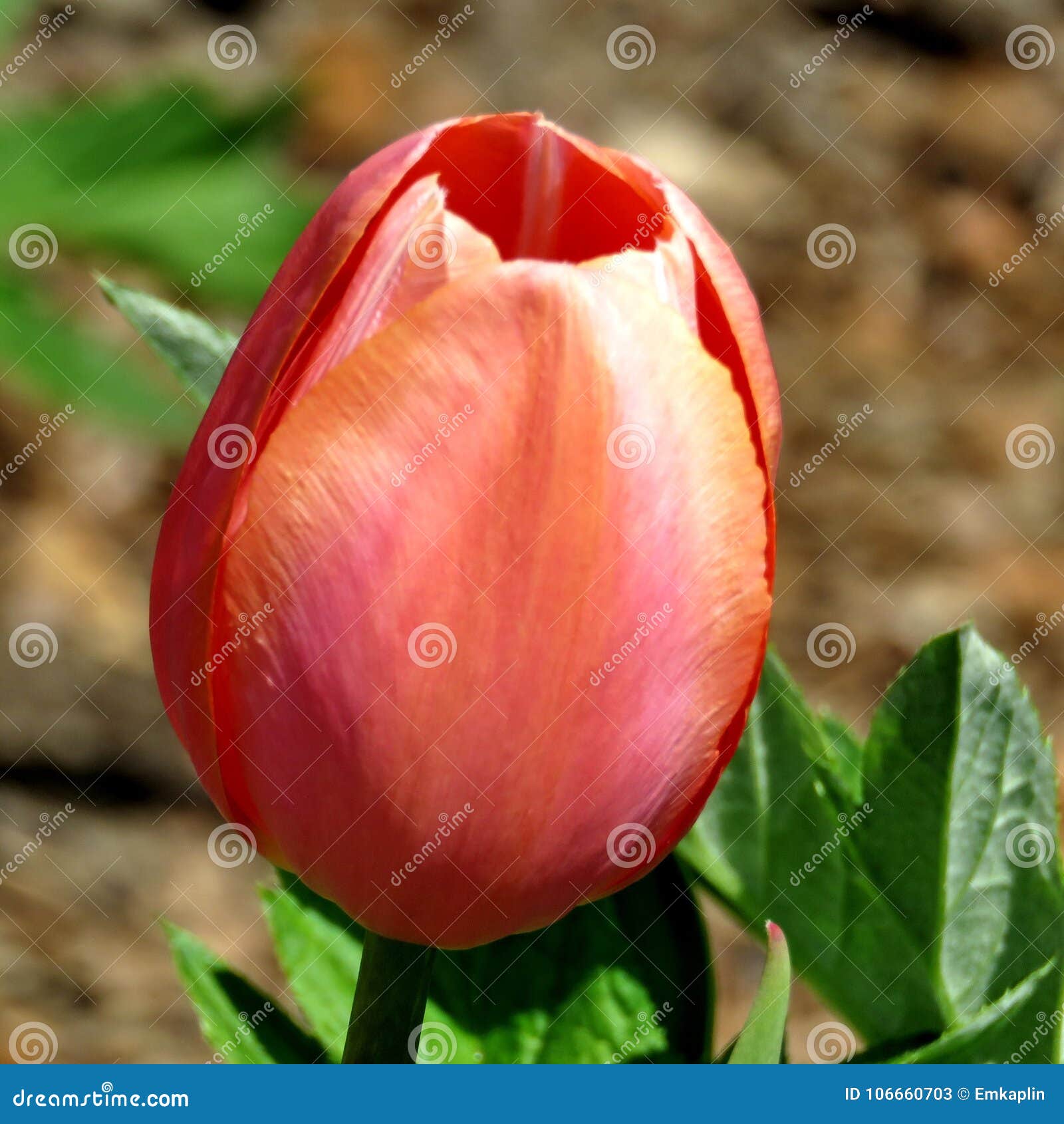 Toronto High Park Red Tulip 2016 Stock Image - Image of pattern, nature ...