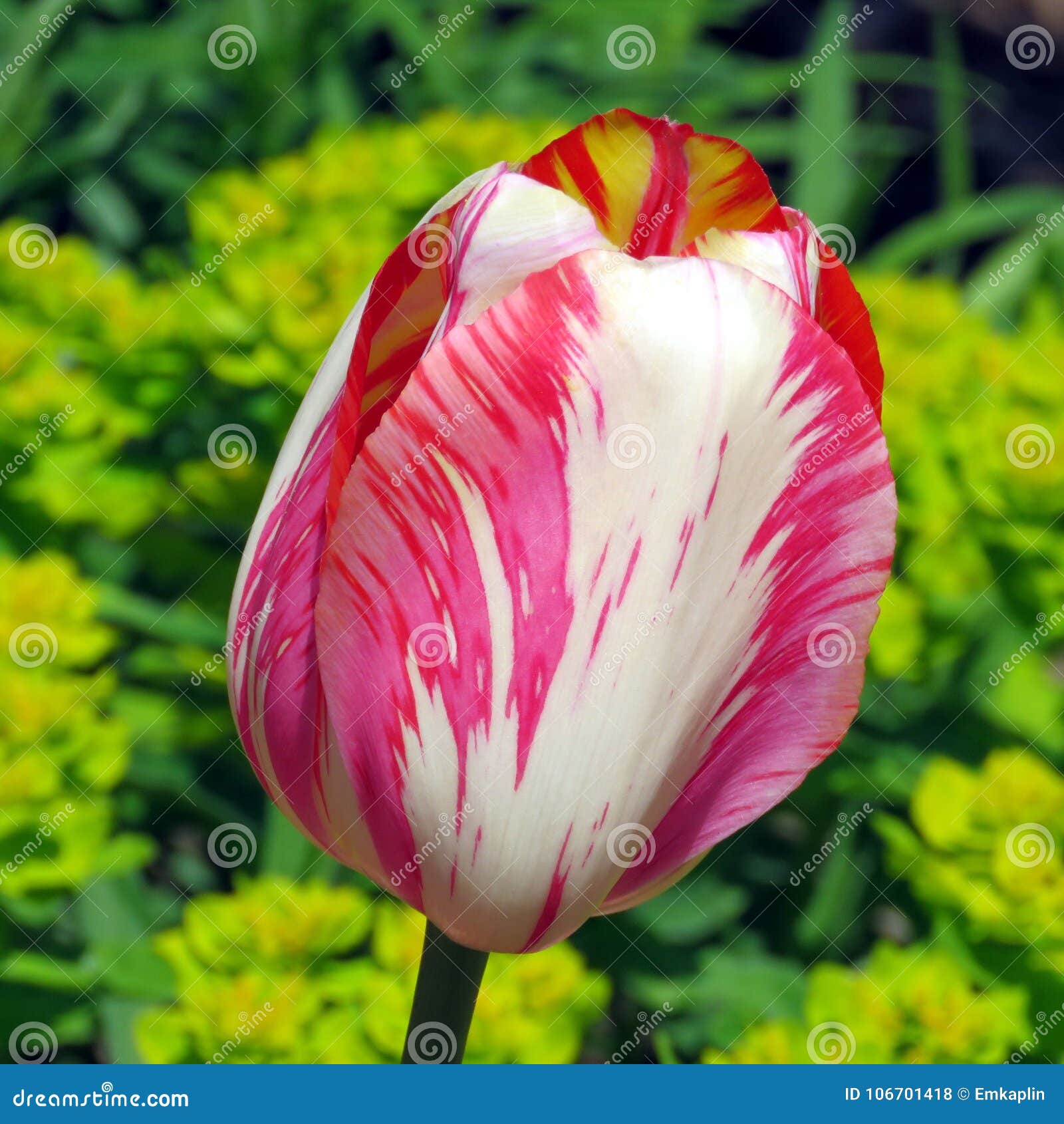 Toronto High Park Tulip Flower Isolated 2016 Stock Photo - Image of ...