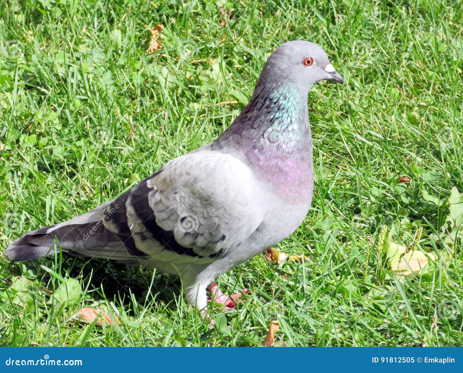 Toronto Pigeon on the Grass 2016 Stock Image - Image of portrait, city ...