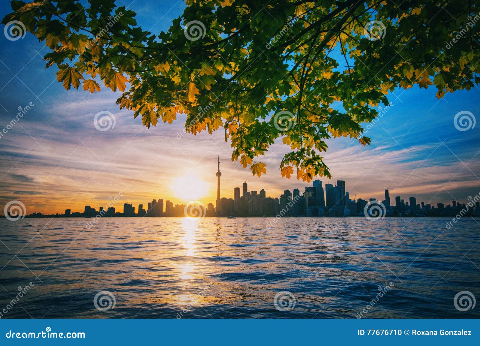 Toronto Skyline with Maple Branches Stock Photo - Image of skyscraper ...
