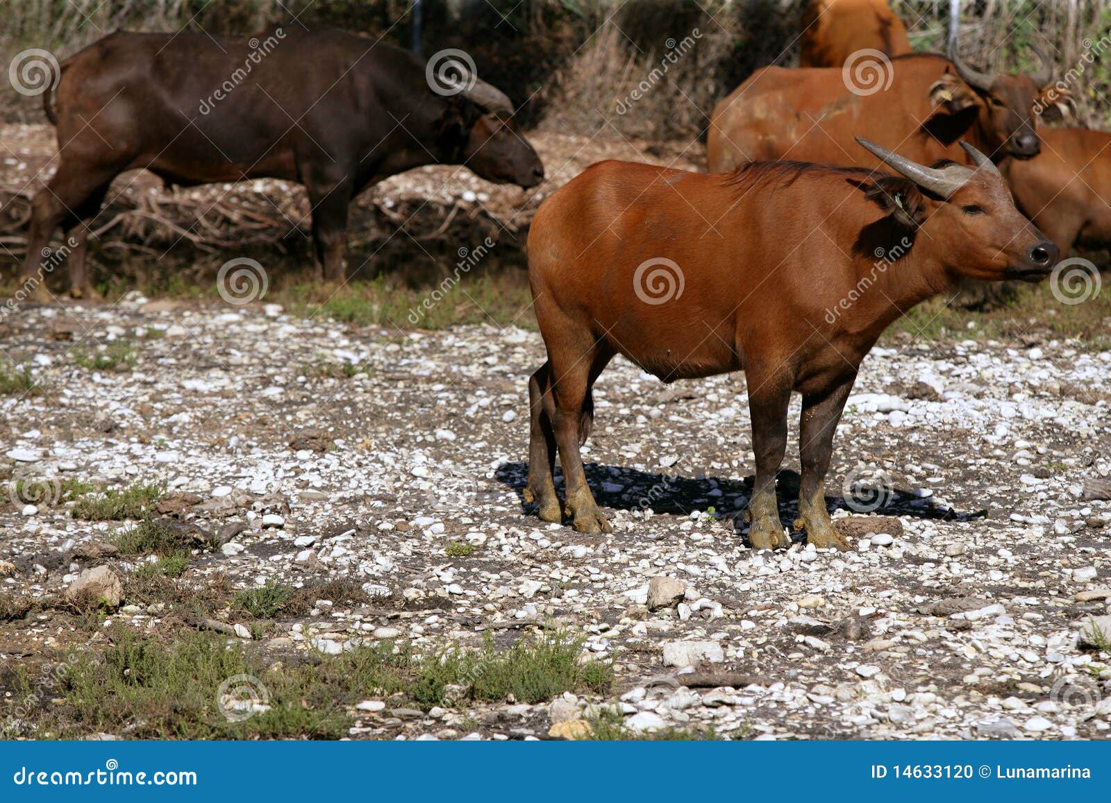 Toros Africanos De Brown Que Se Levantan Foto de archivo - Imagen de ...
