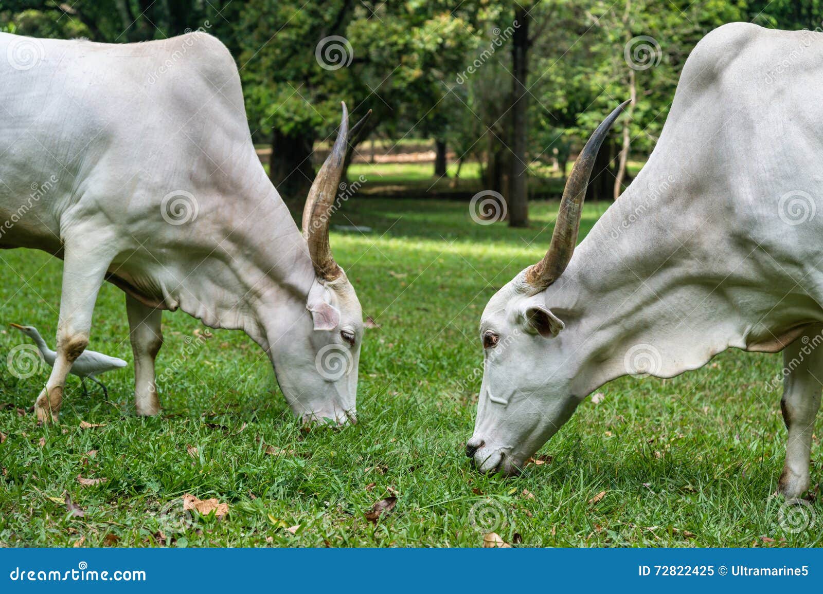 Toros blancos imagen de archivo. Imagen de verde, blanco - 72822425