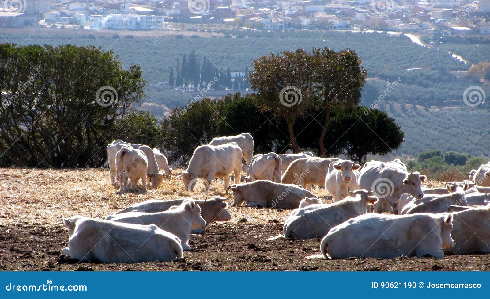 Toros blancos foto de archivo. Imagen de cubo, paisaje - 90621190