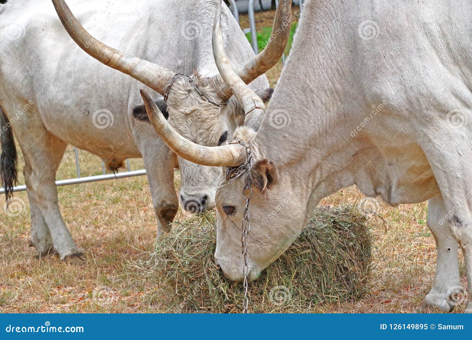 Toros blancos grandes imagen de archivo. Imagen de animal - 126149895