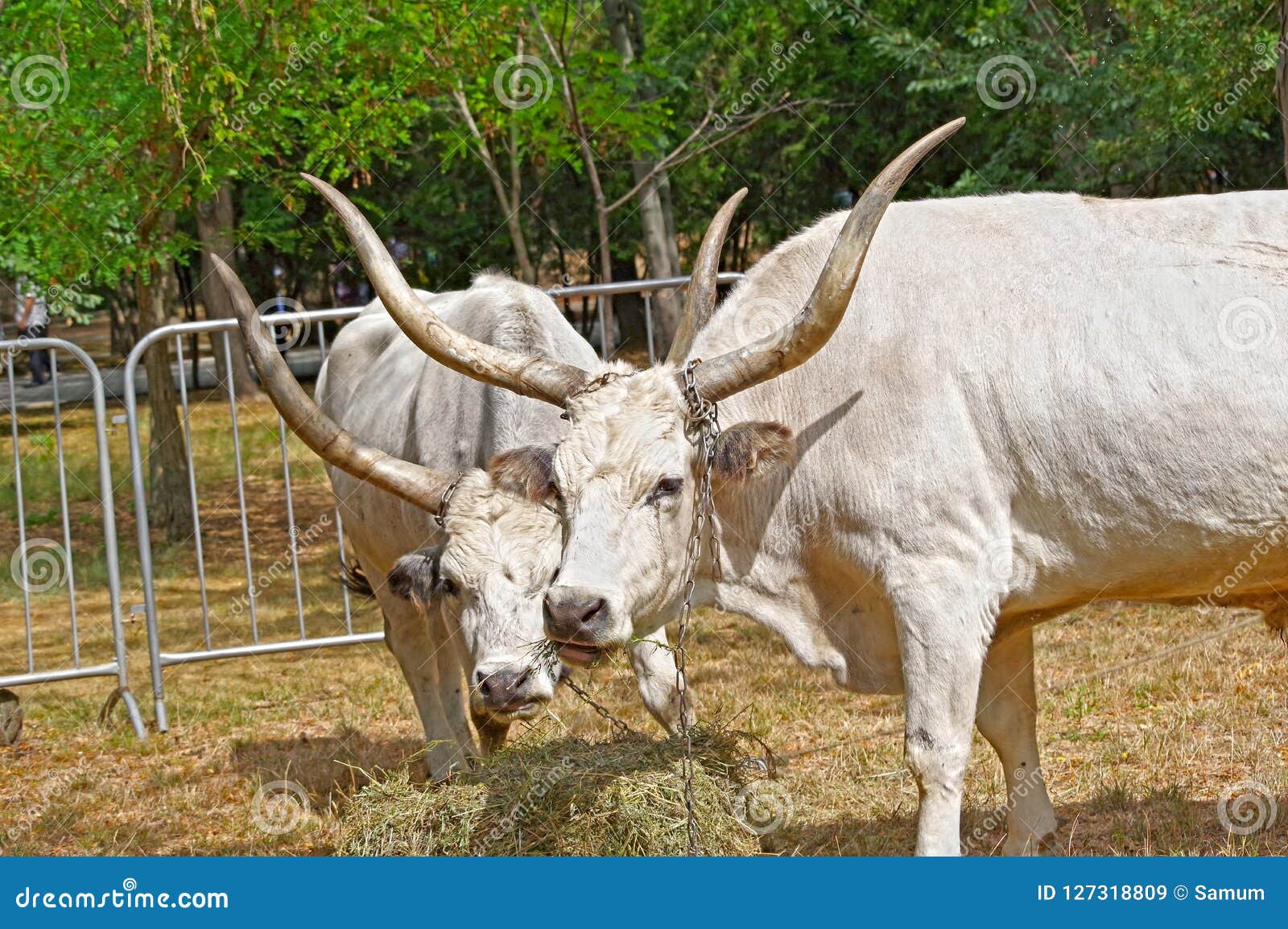 Toros blancos grandes imagen de archivo. Imagen de ganados - 127318809