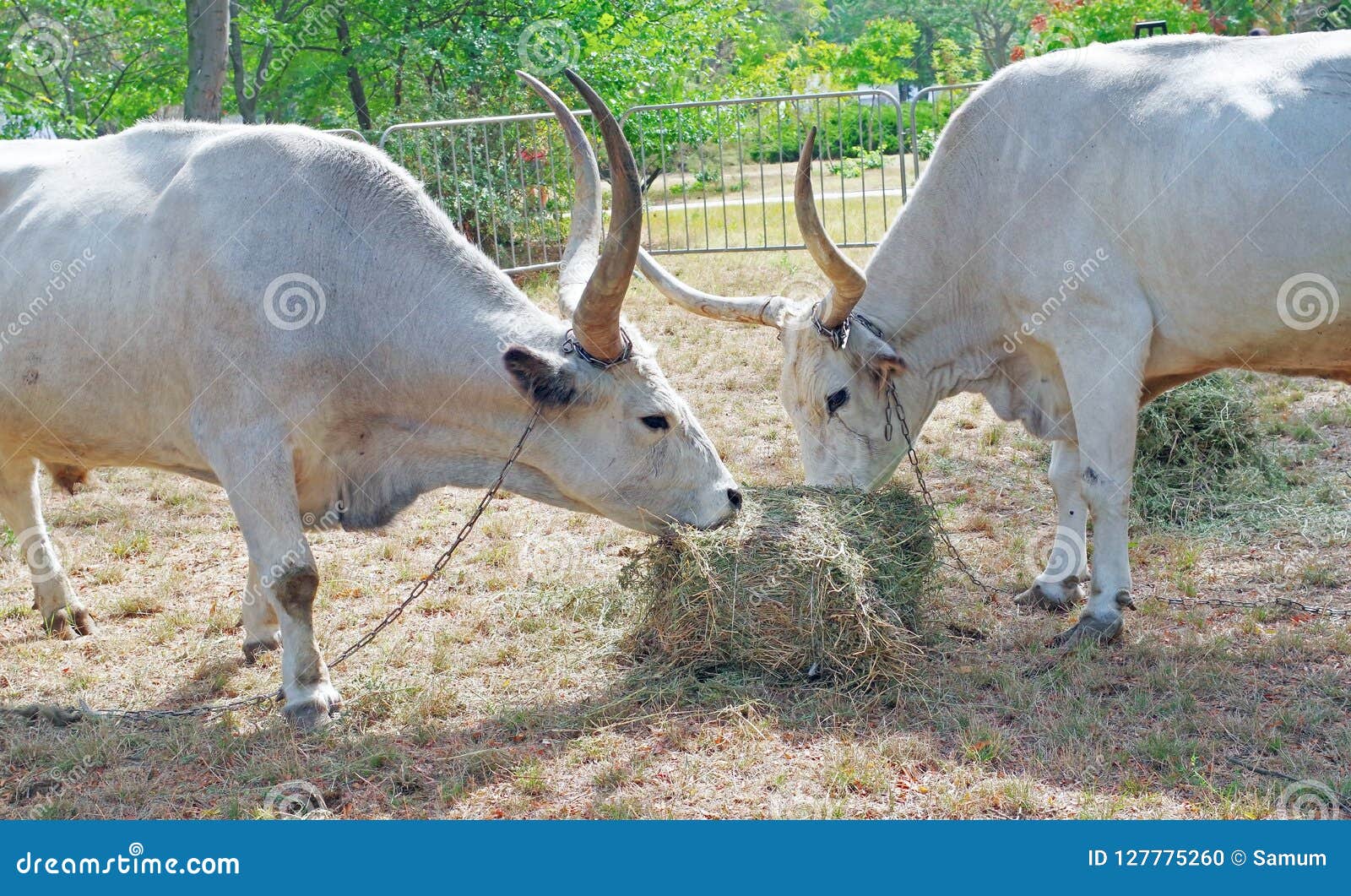 Toros blancos grandes foto de archivo. Imagen de fuerte - 127775260