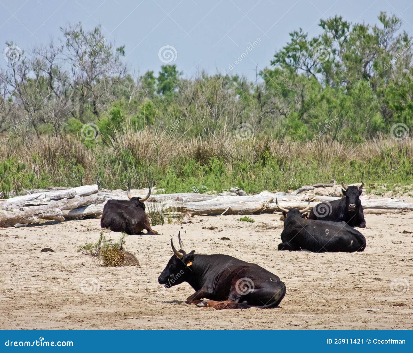 Toros de sentada imagen de archivo. Imagen de toro, standing - 25911421