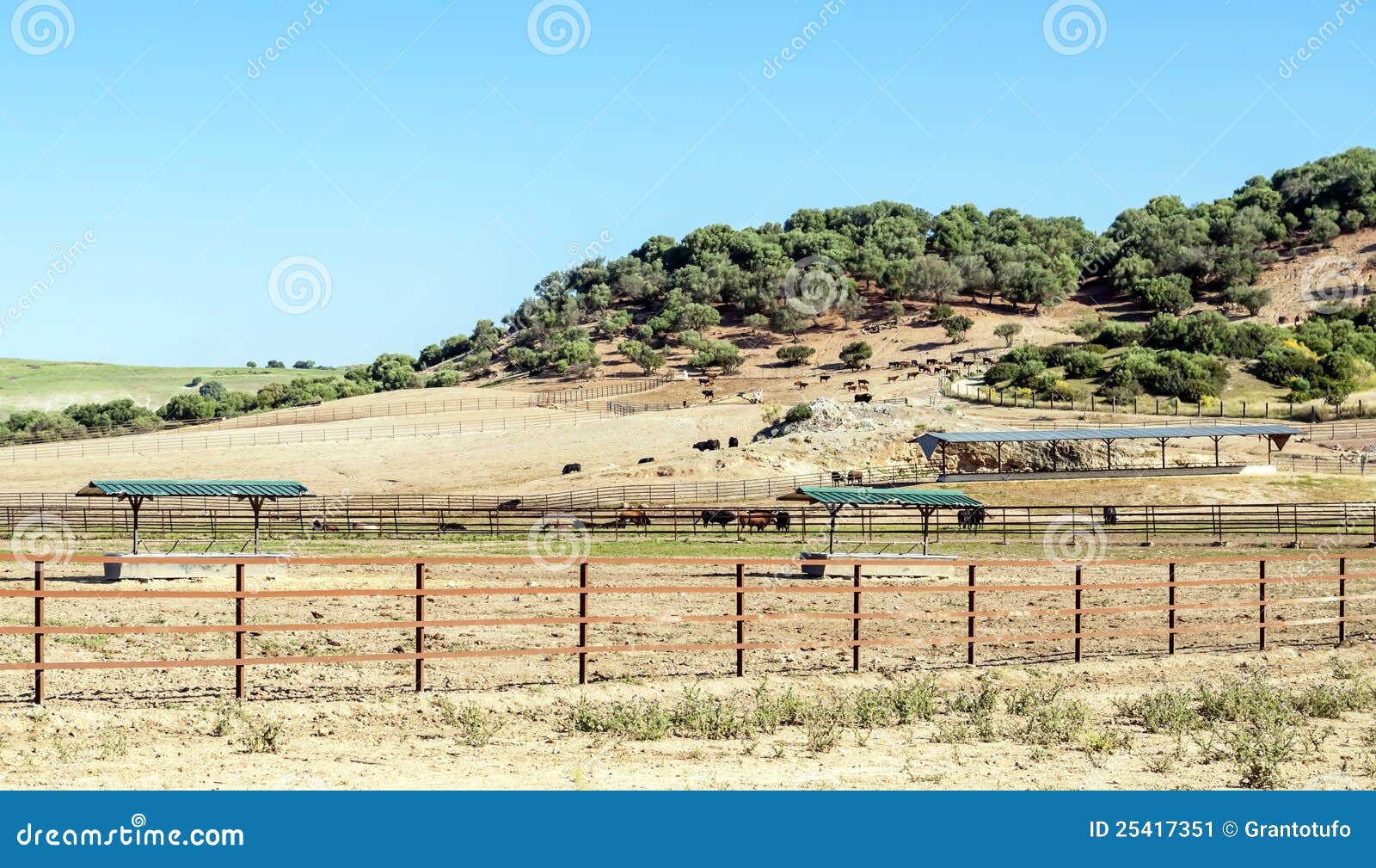 Toros del rancho imagen de archivo. Imagen de digital - 25417351