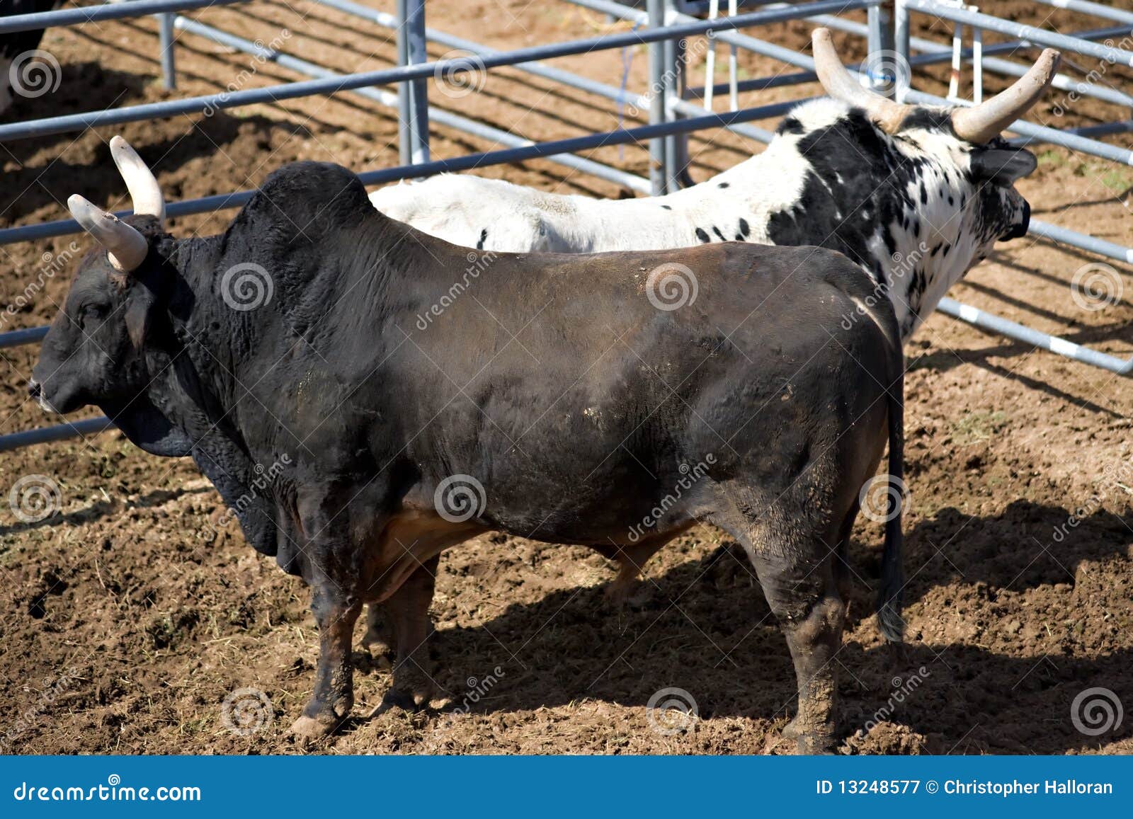 Toros del rodeo imagen de archivo. Imagen de peligro - 13248577