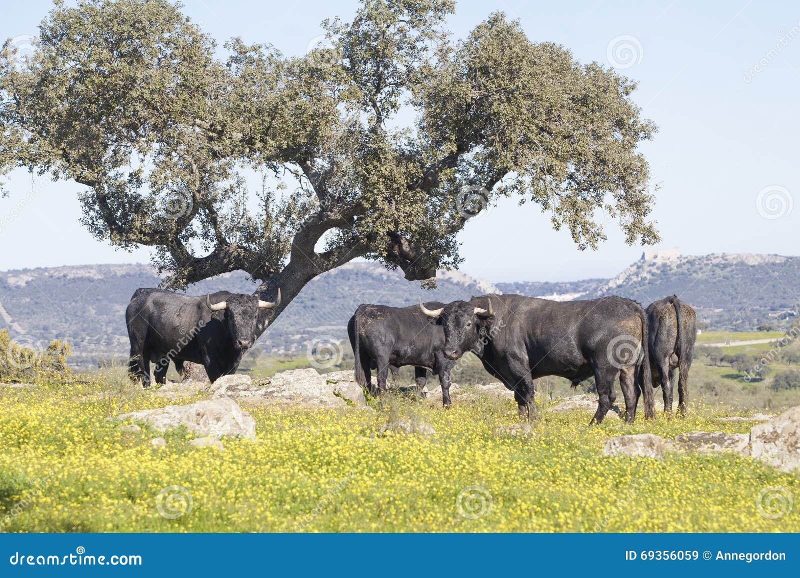 Toros en un campo imagen de archivo. Imagen de toros - 69356059