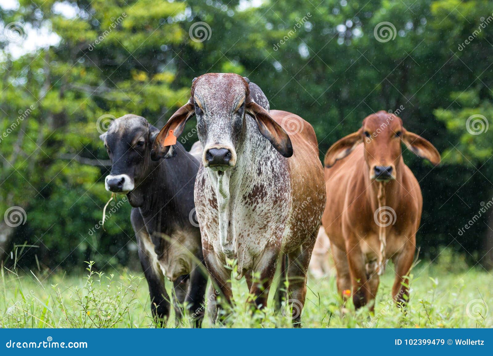 Toros Jovenes En Costa Rica Imagen de archivo - Imagen de verde ...