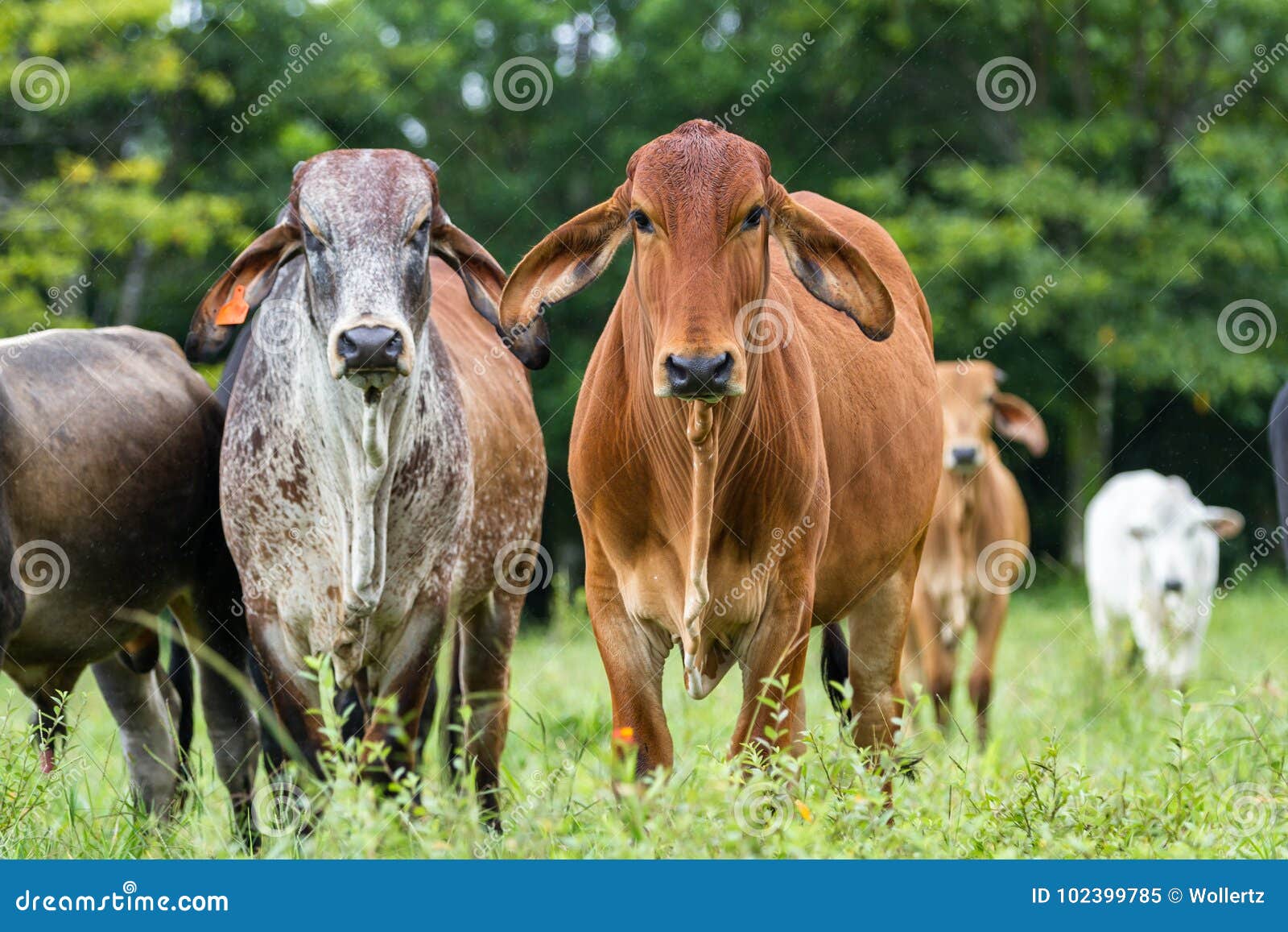 Toros Jovenes En Costa Rica Imagen de archivo - Imagen de vacas, pasto ...