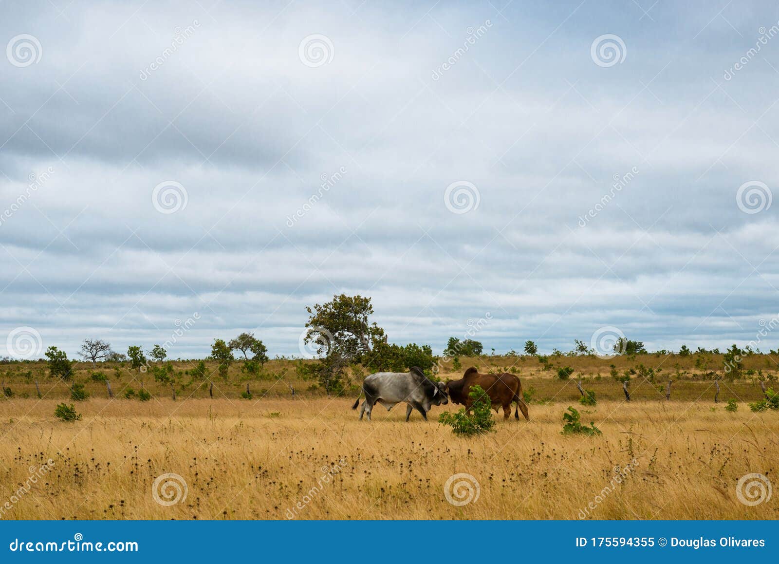 Toros peleando en el campo imagen de archivo. Imagen de deporte - 175594355
