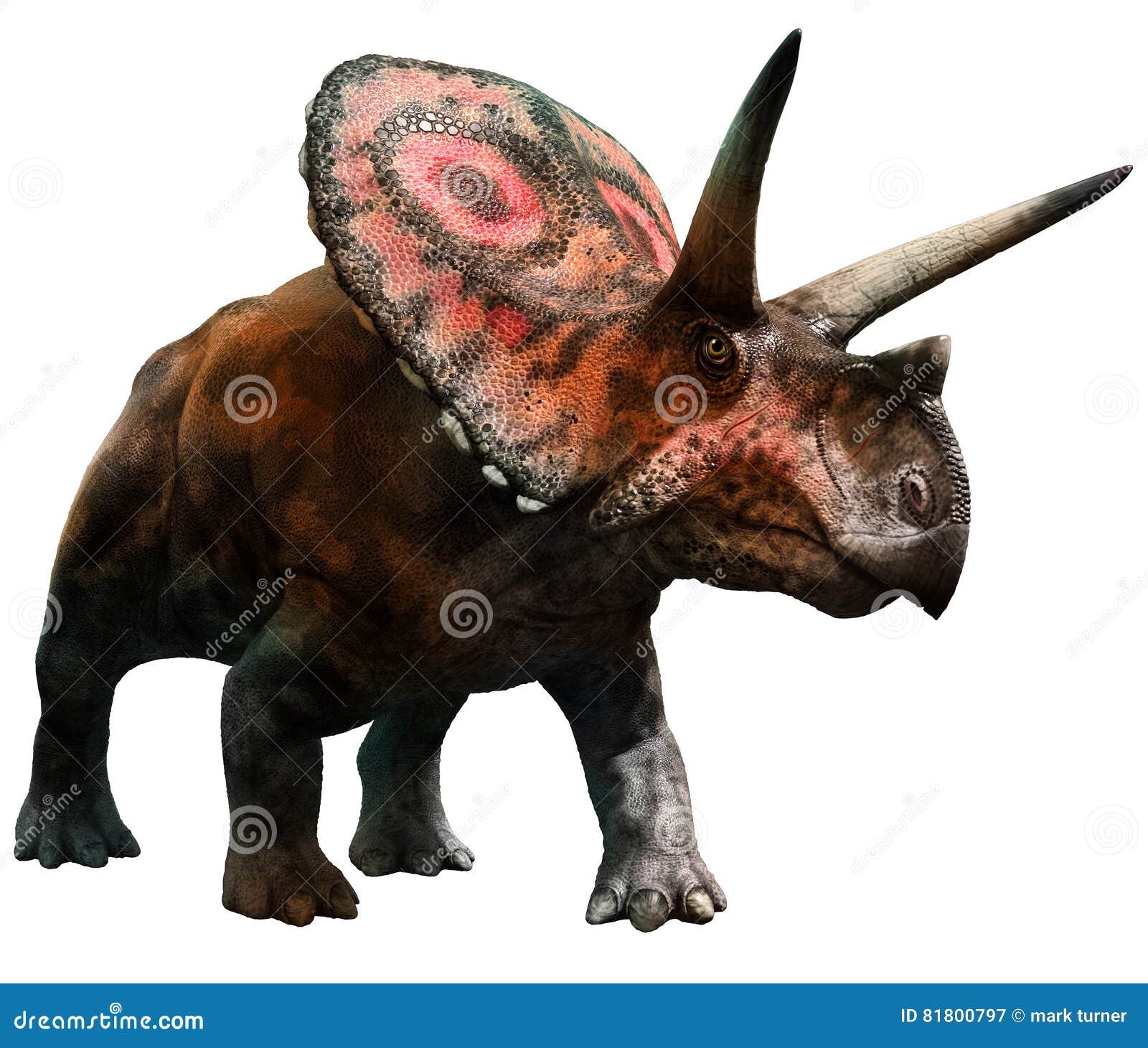 Torosaurus stock illustration. Illustration of prehistoric - 81800797