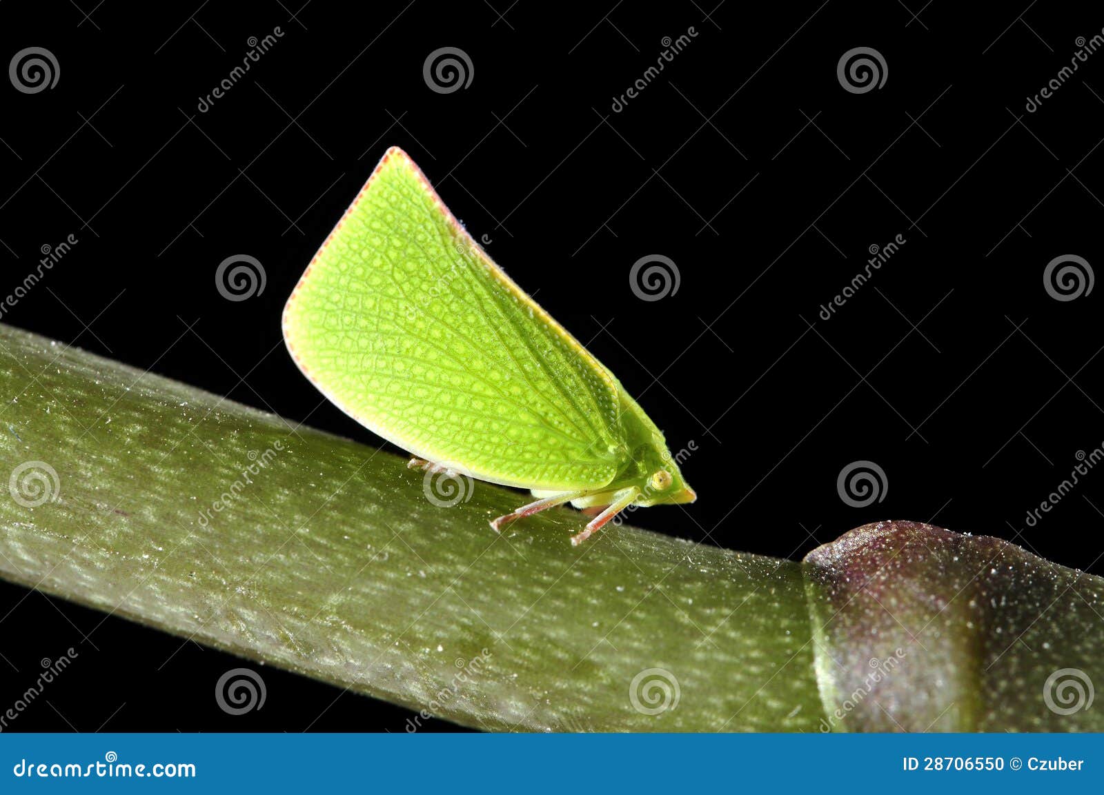 Closeup Of Siphanta Acuta, A Species Of Planthopper In The Family ...