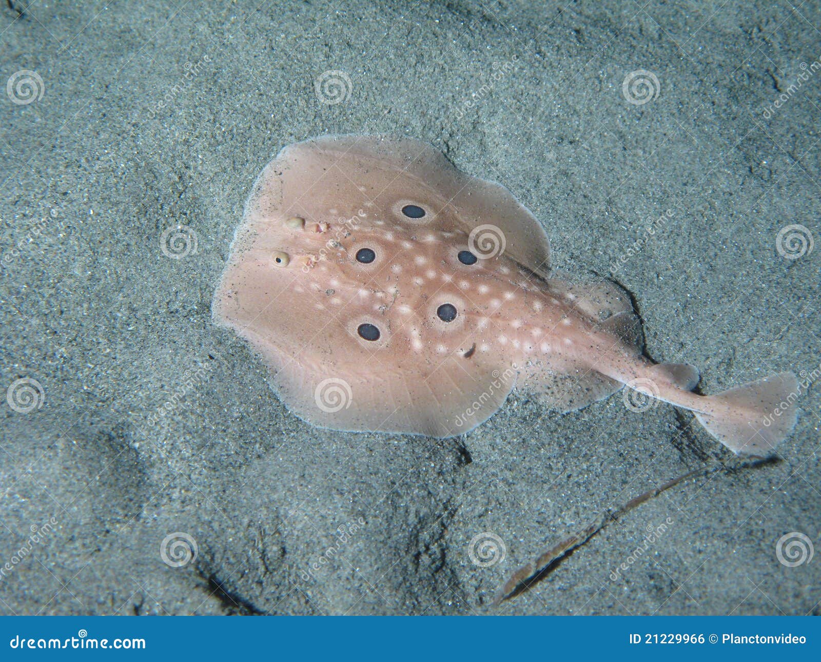 Torpedo fish stock photo. Image of deep, torpedo, underwater - 21229966