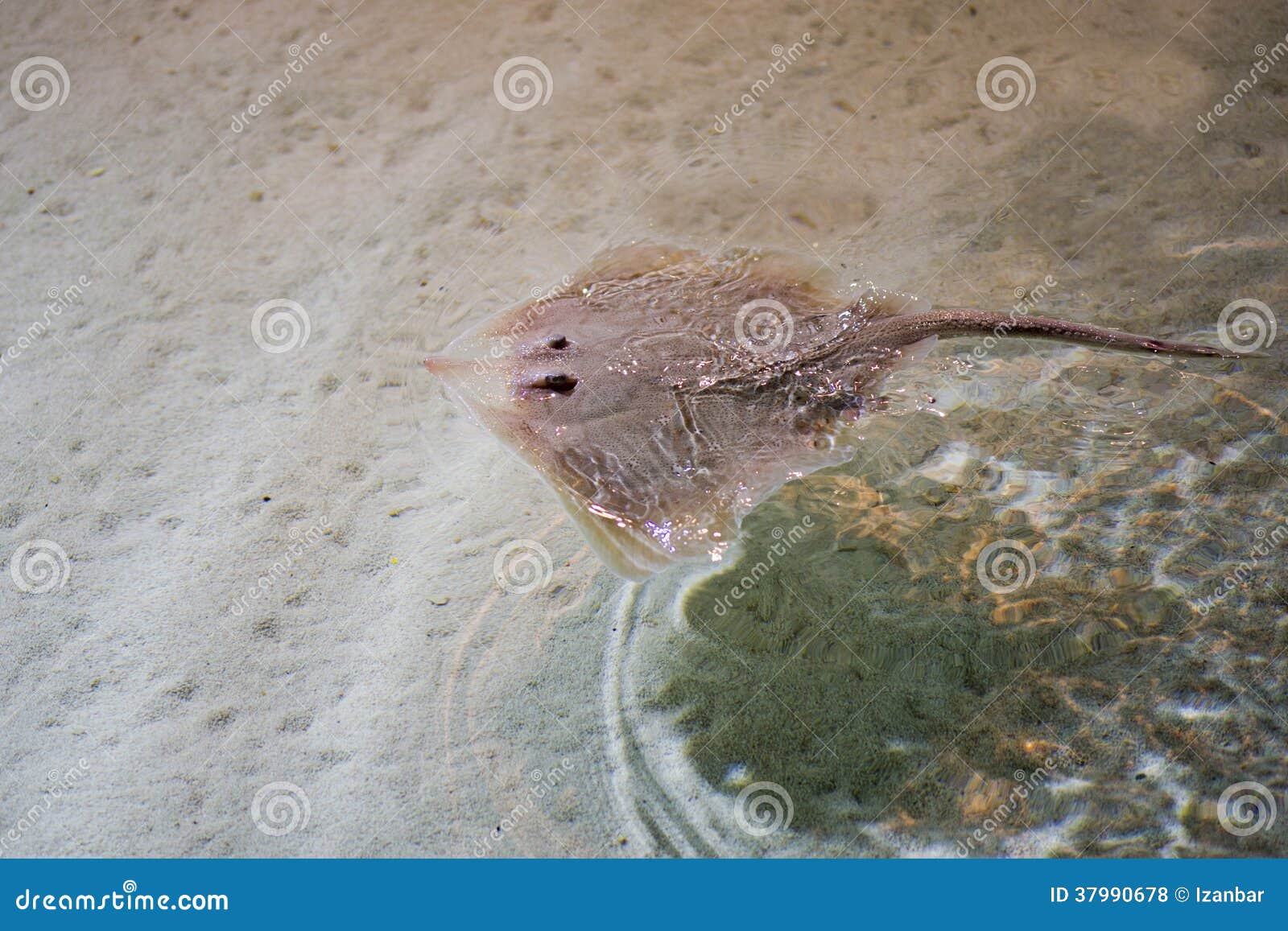 Torpedo fish stock photo. Image of life, fish, colorful - 37990678