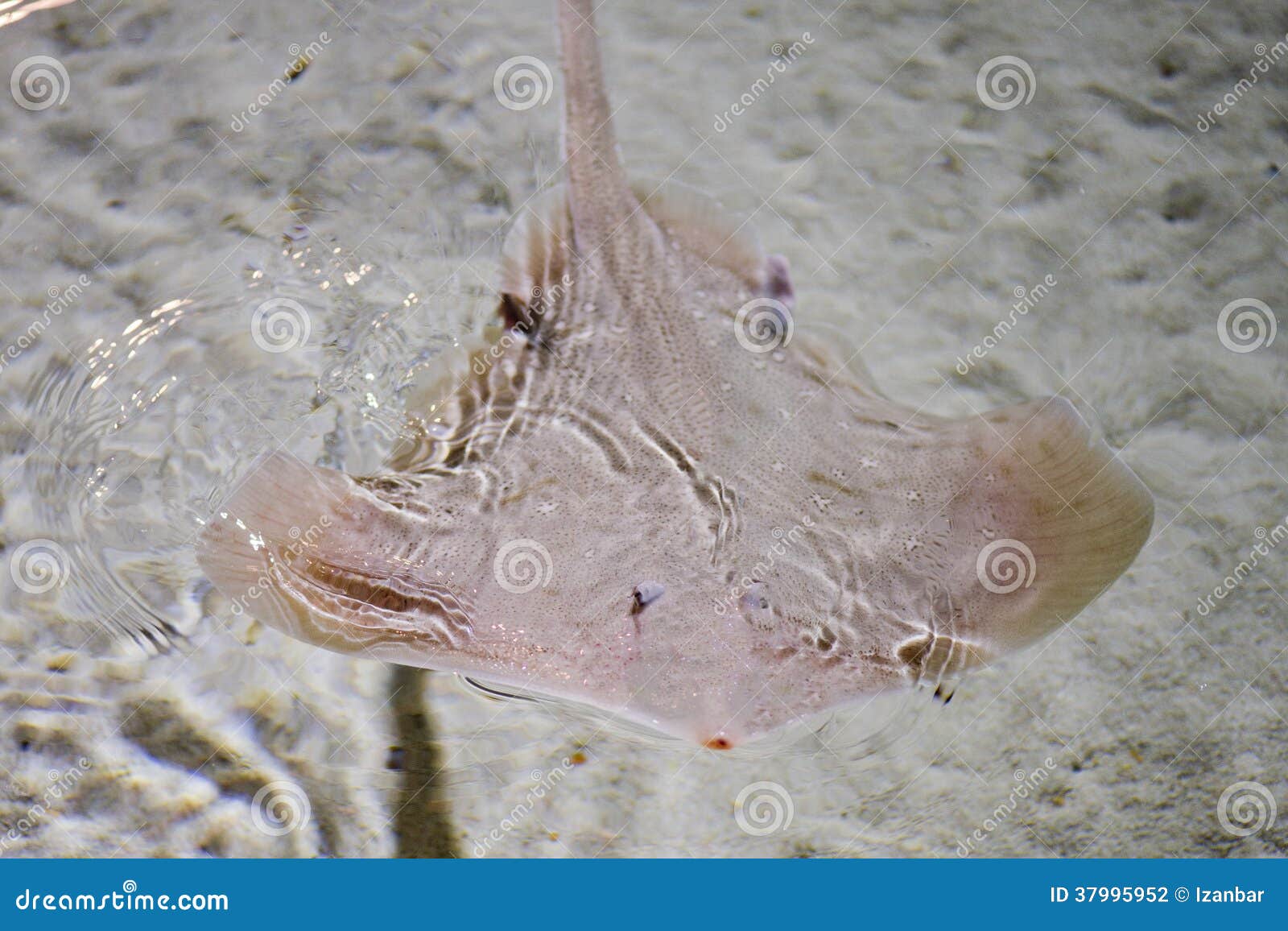 Torpedo fish stock photo. Image of life, white, animal - 37995952