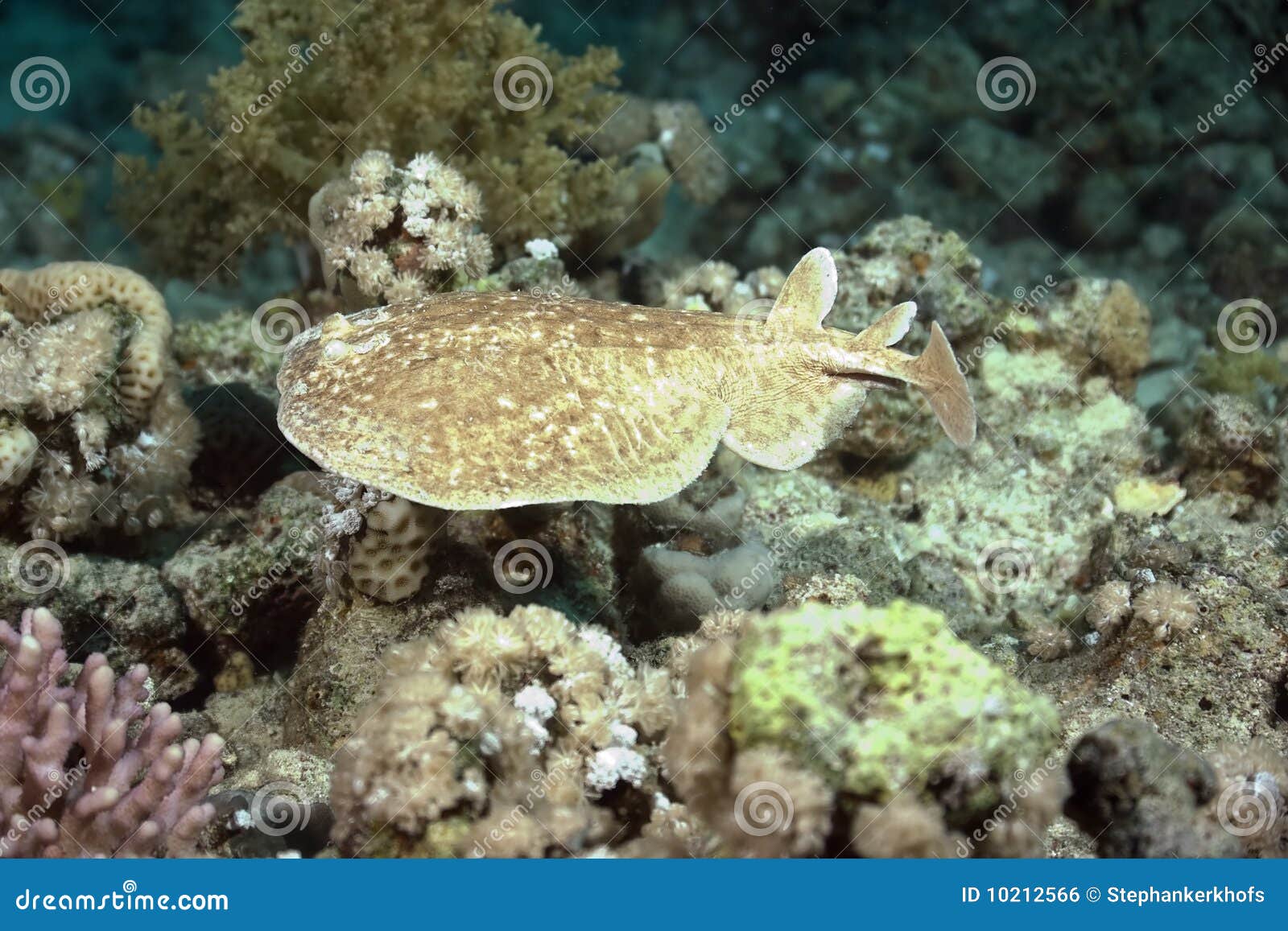 Torpedo ray stock photo. Image of underwater, water, coral - 10212566