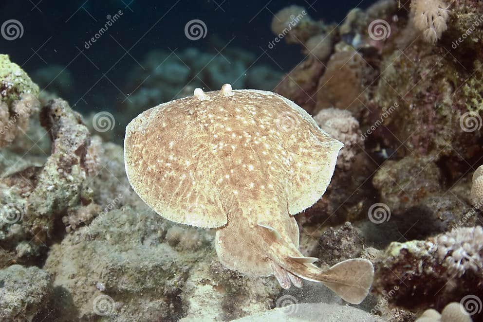 Torpedo ray stock image. Image of exotic, saltwater, ocean - 10294839