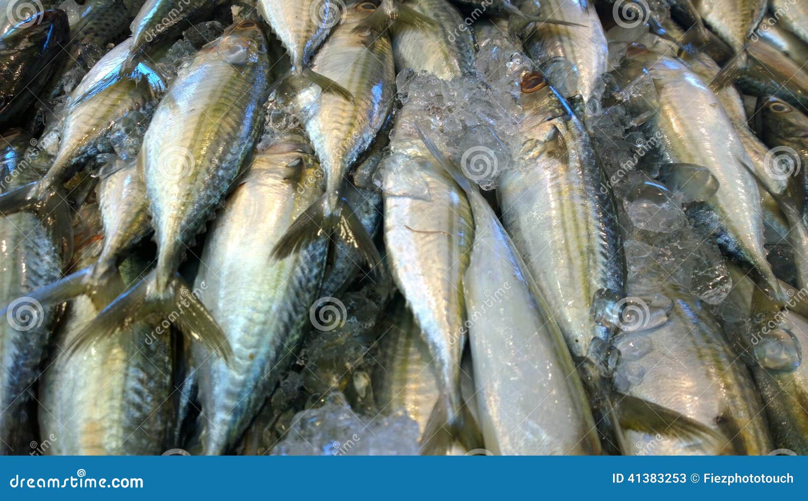 Torpedo Scad Fish stock image. Image of healthier, ocean - 41383253