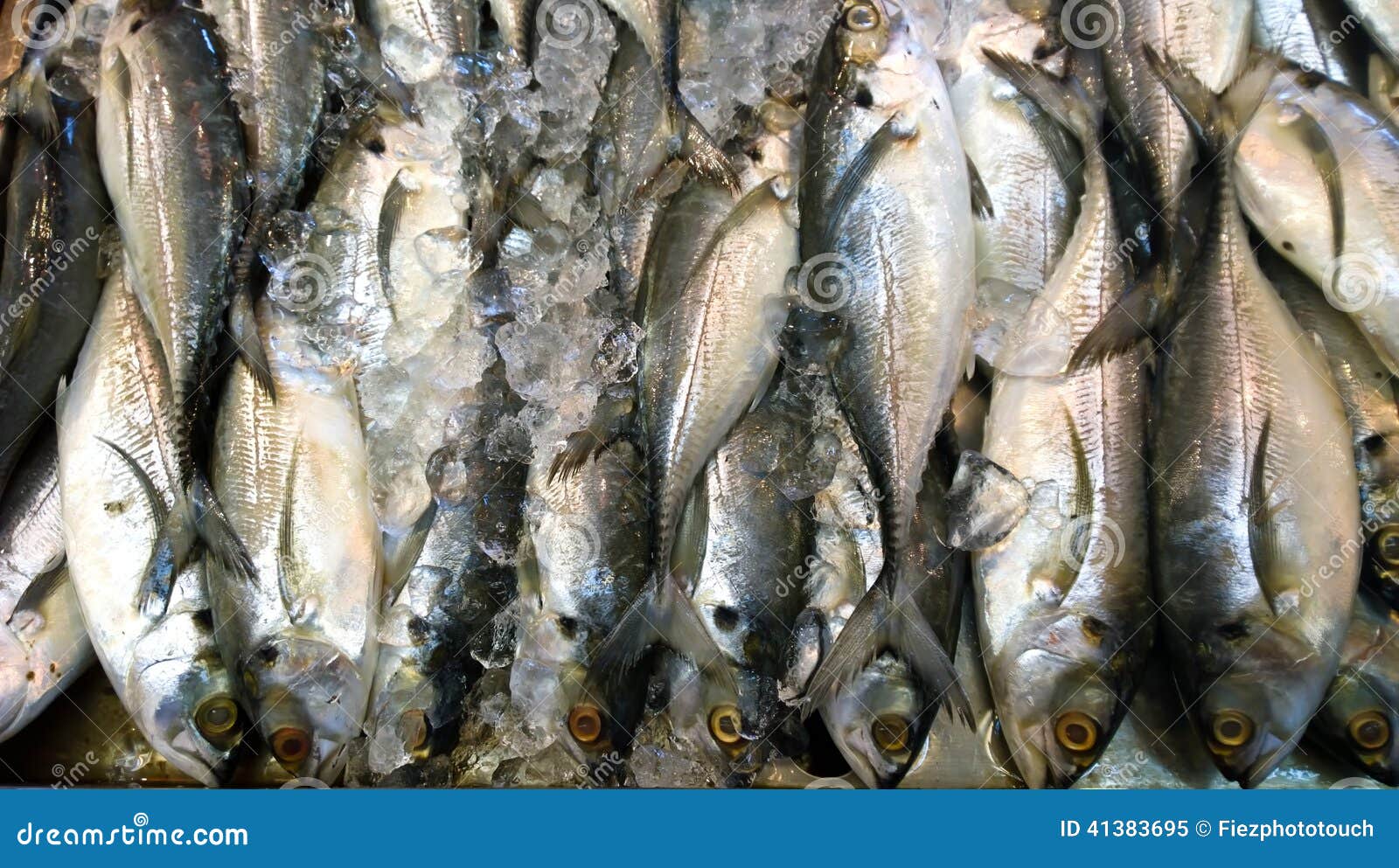 Torpedo Scad Fish stock image. Image of protein, torpedo - 41383695