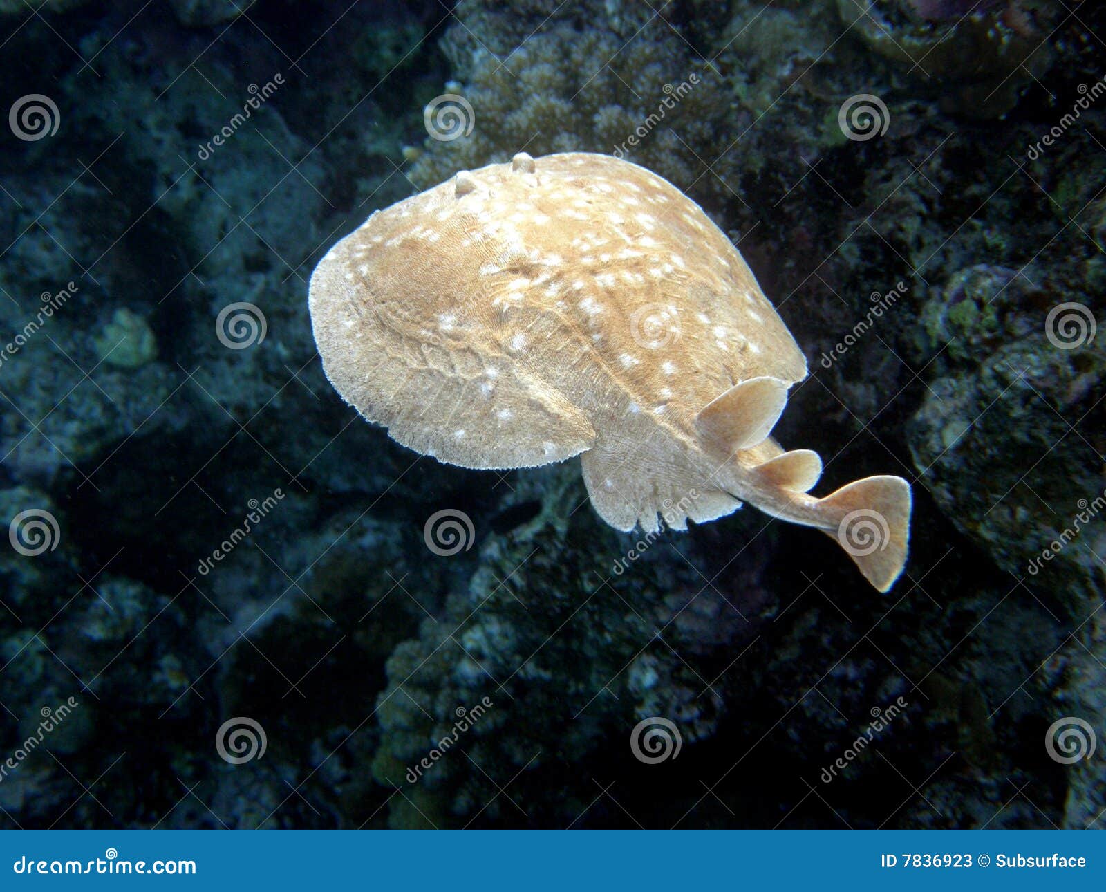 8,395 Torpille Photos libres de droits et gratuites de Dreamstime