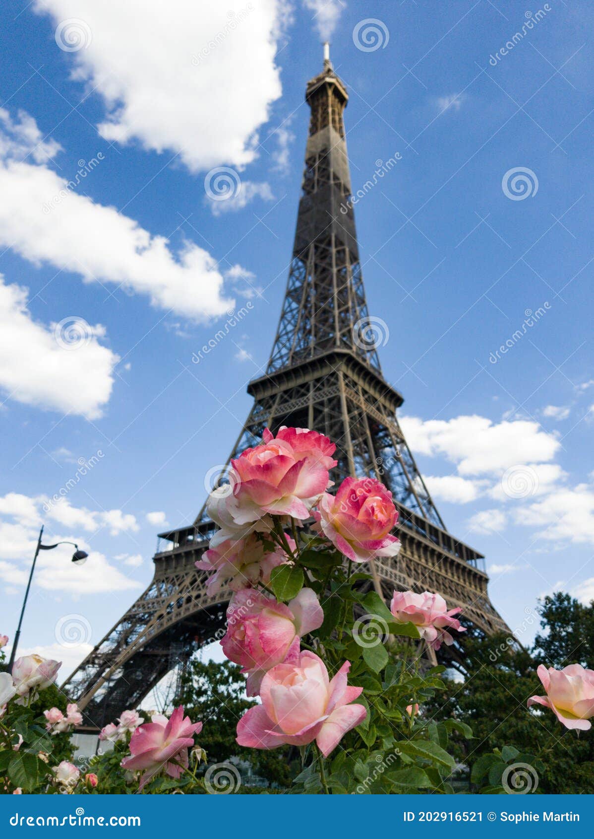 Torre de eiffel con rosa imagen de archivo. Imagen de resorte - 202916521