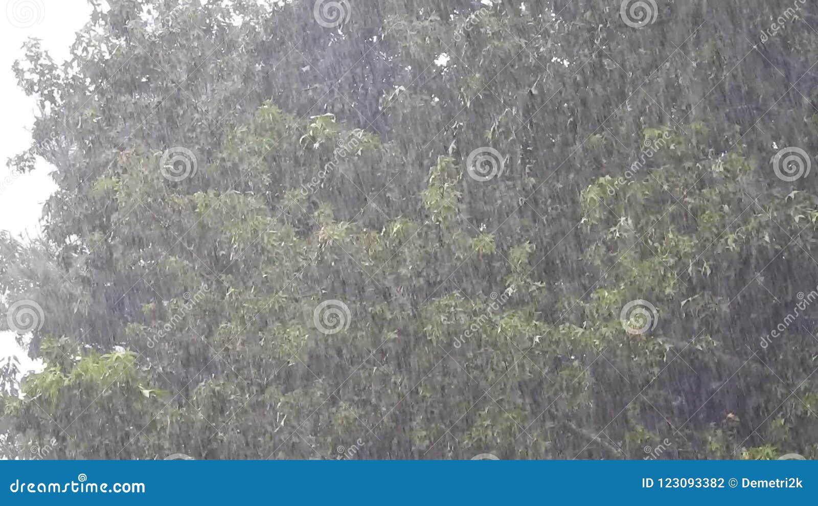 Torrential Rain Falling on an Oak Tree Stock Footage - Video of gray ...