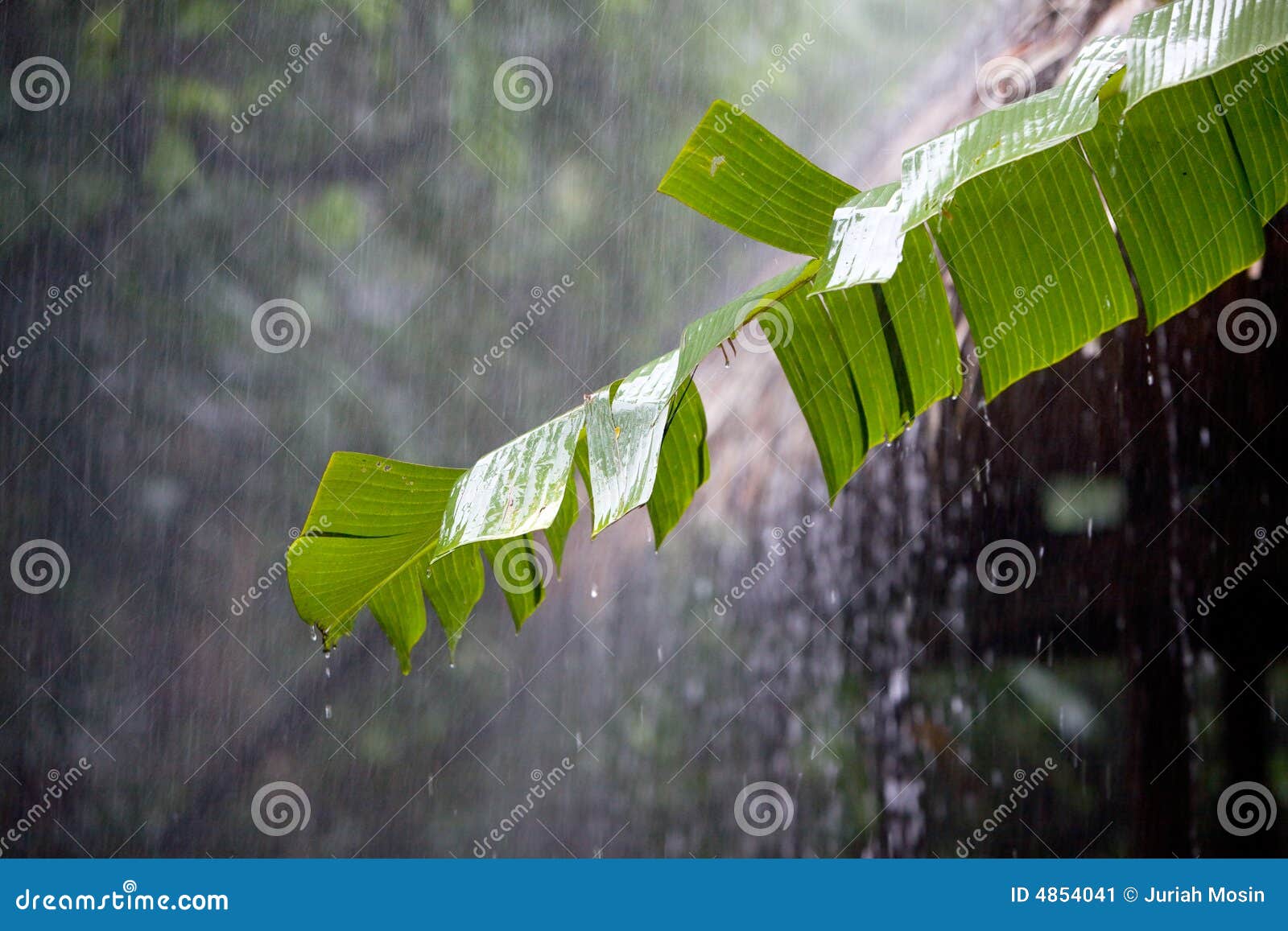 Torrential Rain in the Tropical Rainfores Stock Image - Image of forest ...