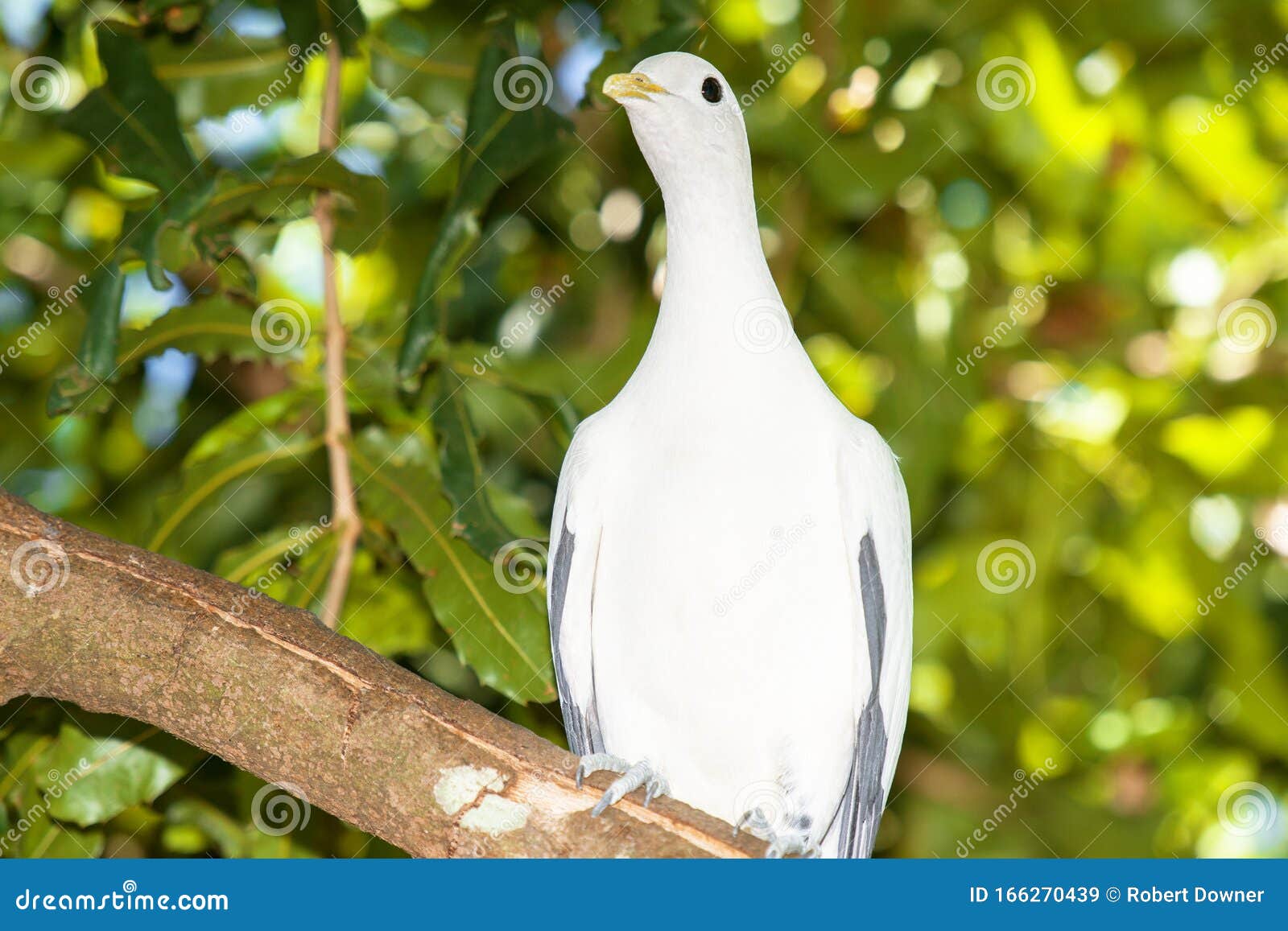 The Torres Strait Islander Flag Stock Photo | CartoonDealer.com #141168342