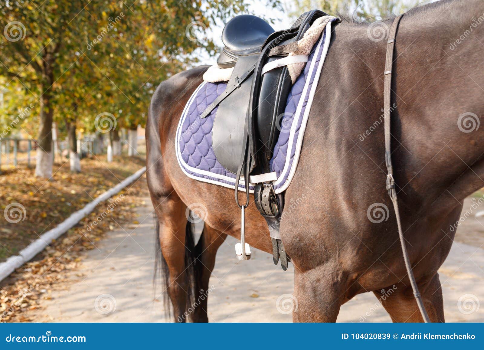 Torso of a Brown Horse with a Fixed Saddle. Outdoors. Stock Image ...