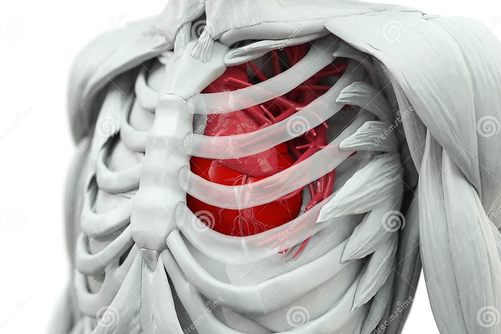 Torso with heart stock illustration. Illustration of cardiac - 29398865