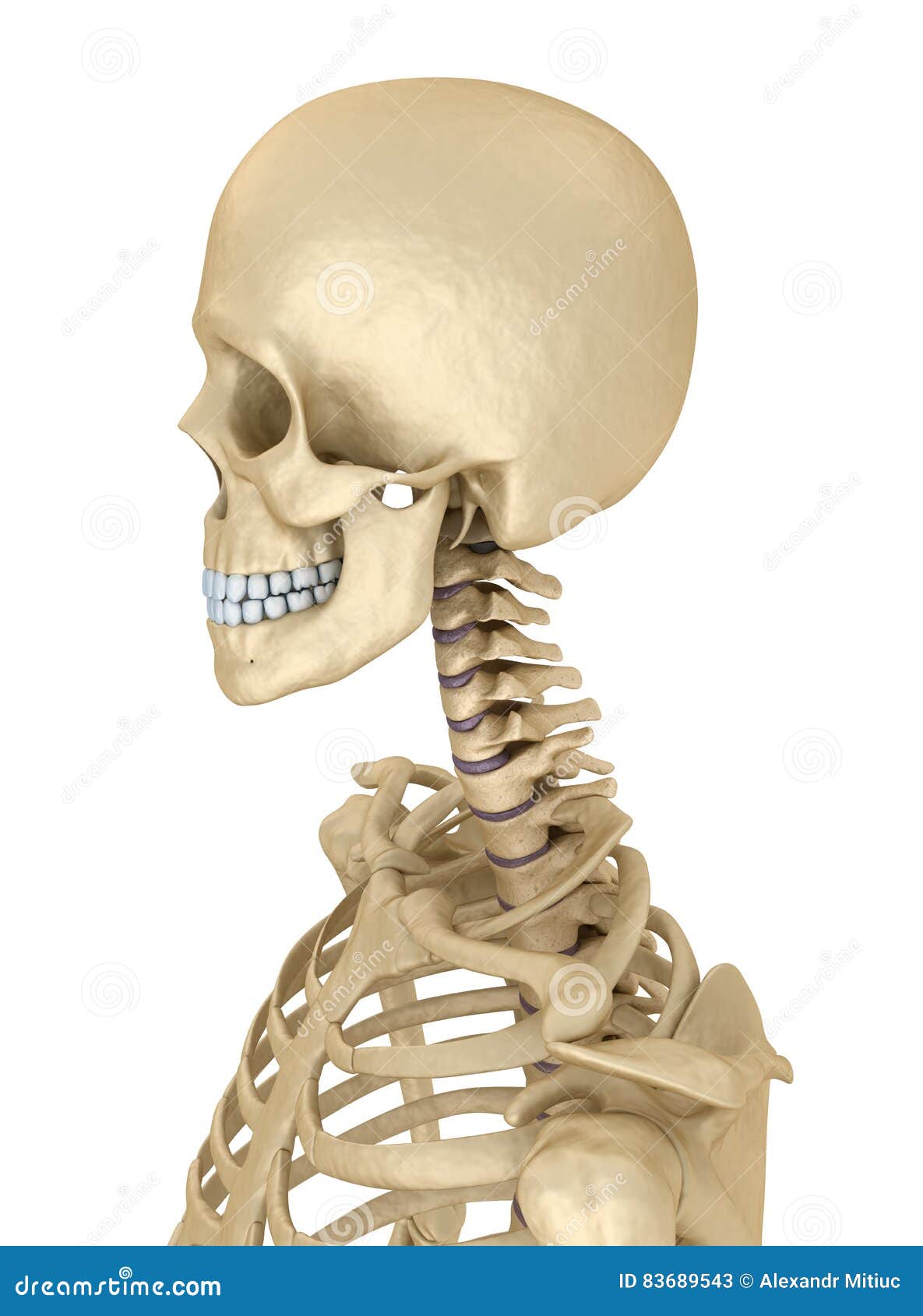 Torso of Human Skeleton, Isolated. Stock Illustration - Illustration of ...