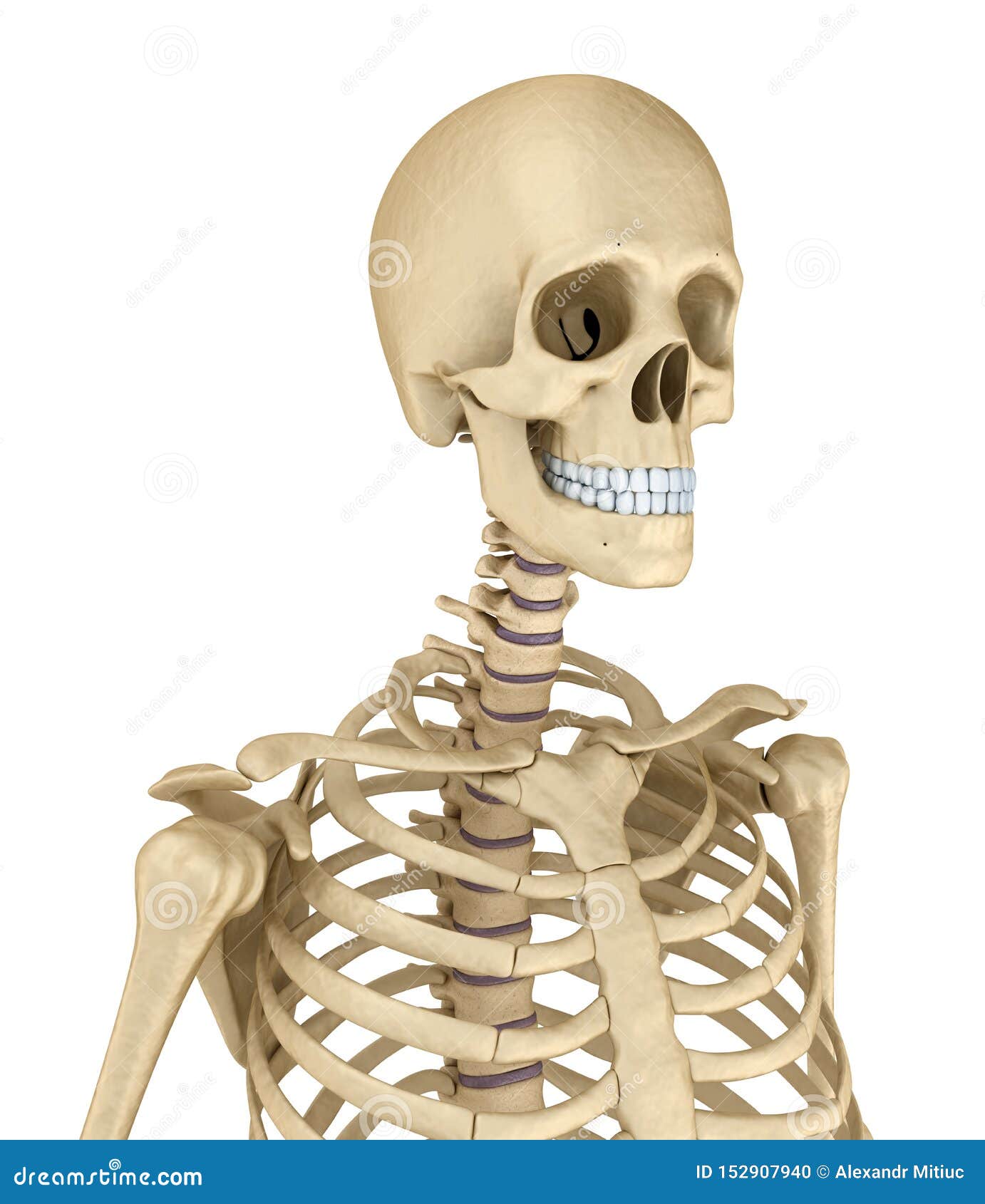 Torso of Human Skeleton, Isolated. Stock Illustration - Illustration of ...