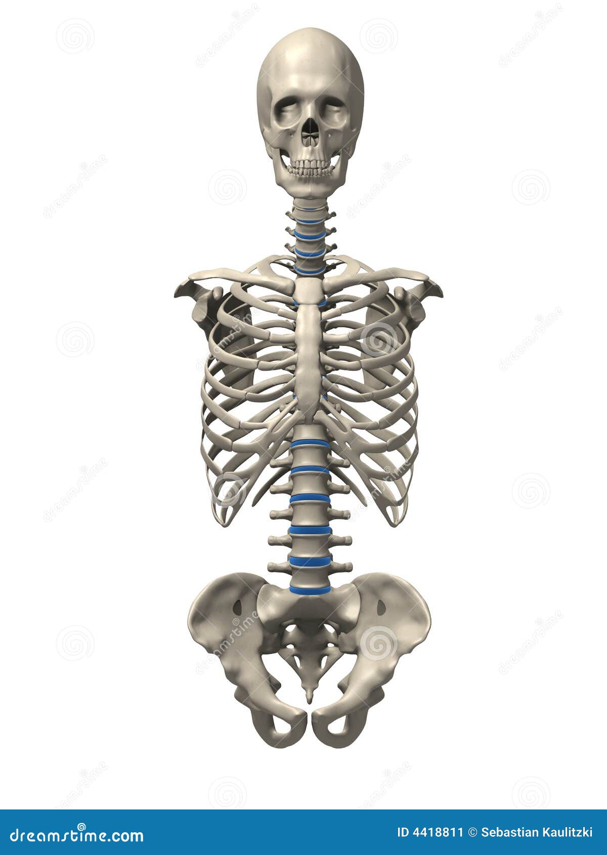 Torso humano stock de ilustración. Ilustración de pecho - 4418811