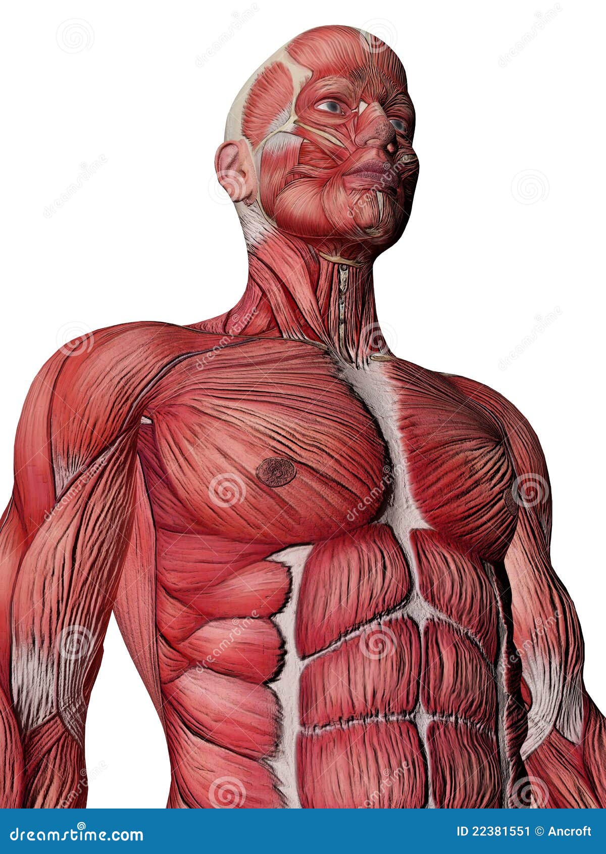 Torso Humano De La Radiografía Del Músculo Stock de ilustración ...