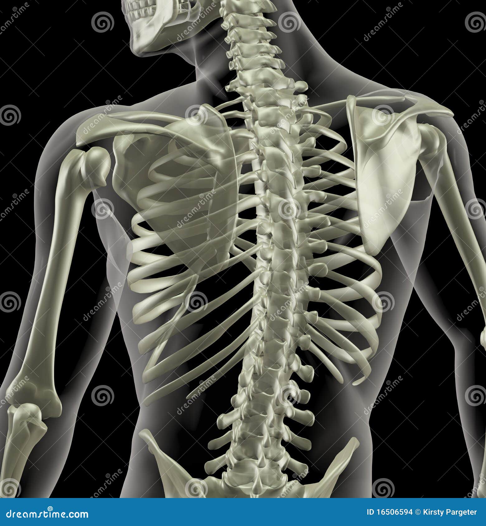 Torso of a Medical Skeleton Stock Illustration - Illustration of back ...
