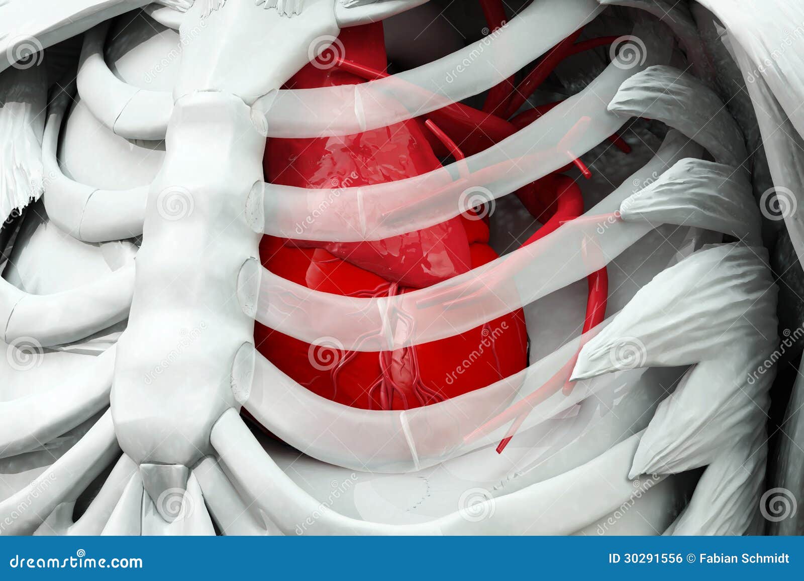 Torso with red heart stock illustration. Illustration of ribcage - 30291556