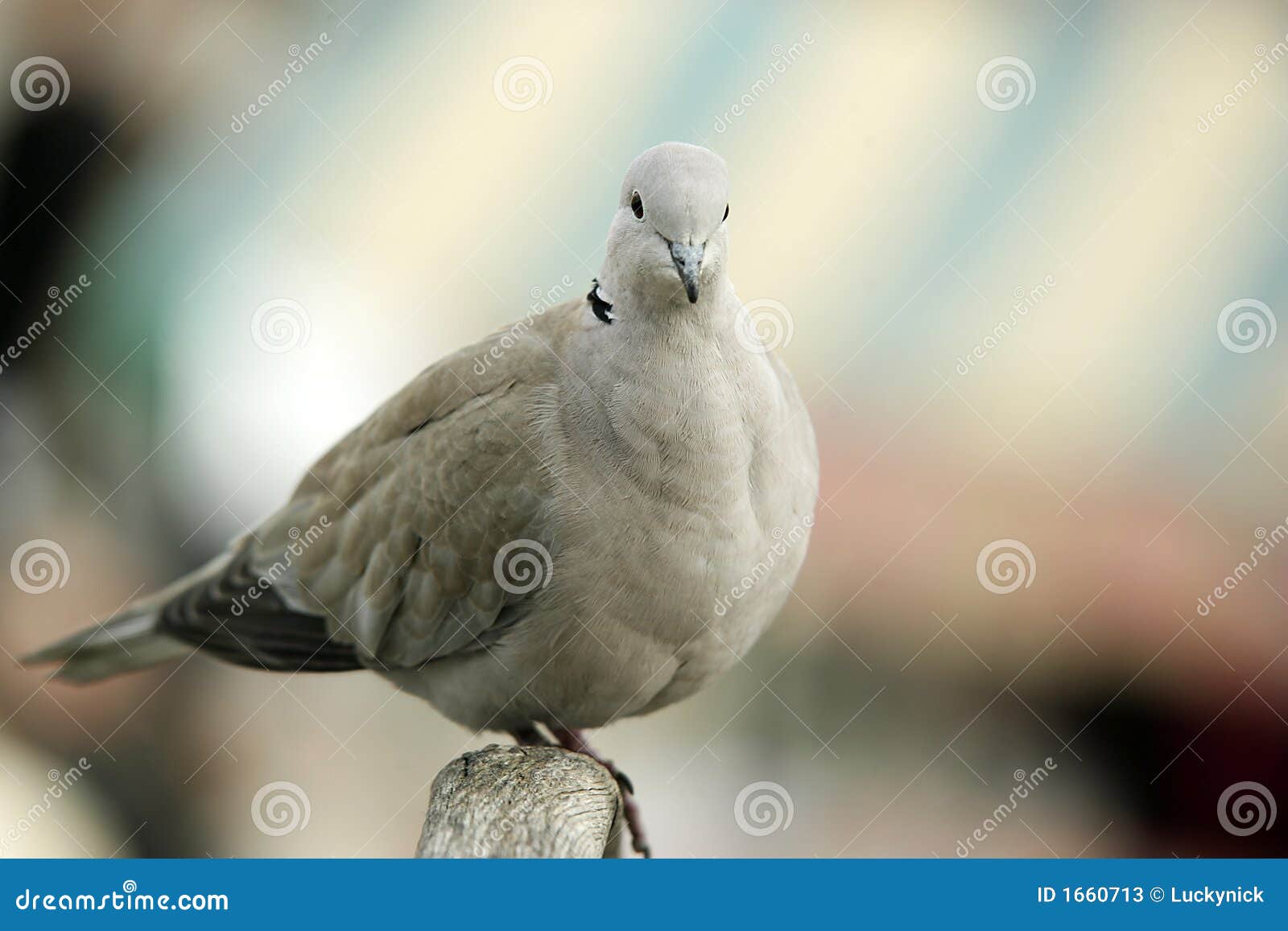 Tortelduif stock afbeelding. Image of veer, vogel, wild - 1660713