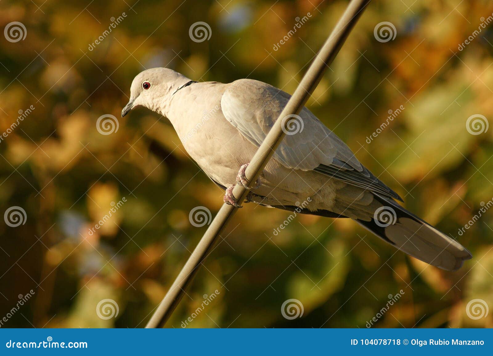 Tortelduif in de boom stock foto. Image of europees - 104078718