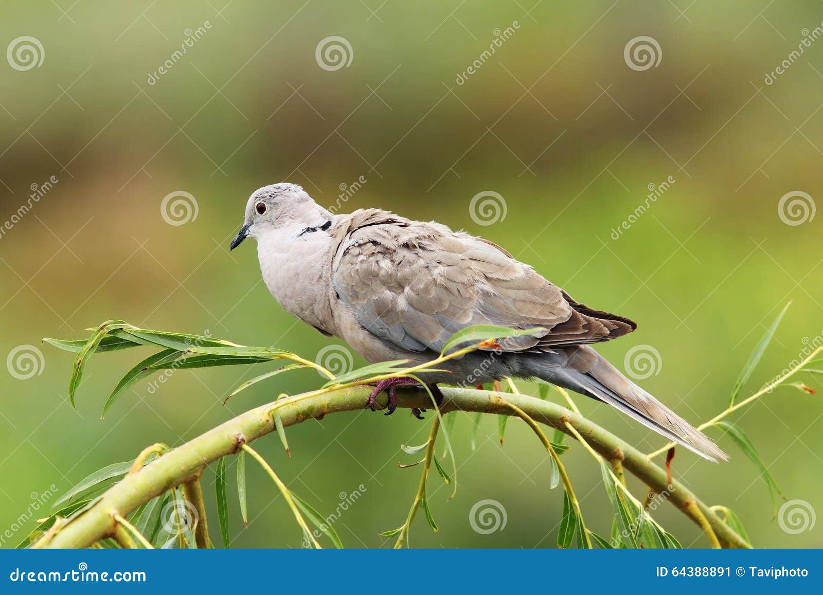 Tortelduif op wilg stock afbeelding. Image of dier, gemeenschappelijk ...