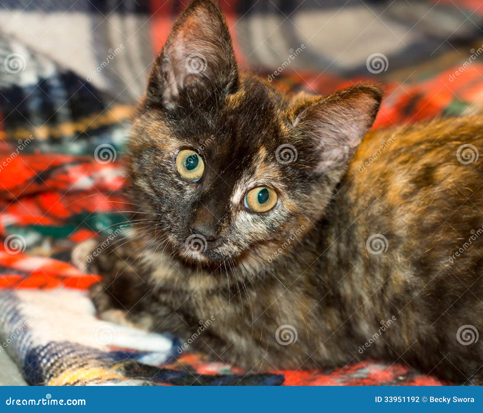 Tortie Kitten stock photo. Image of calico, kitten, little - 33951192