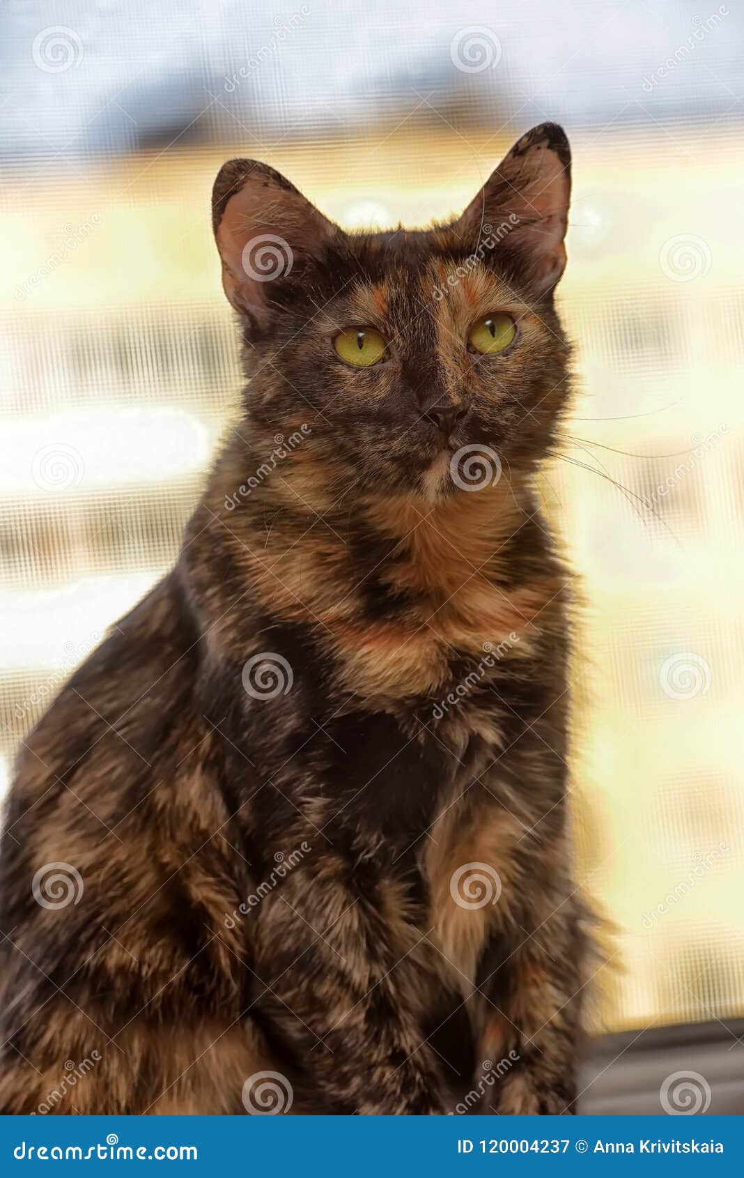 Black and red cat portrait stock image. Image of pets - 120004237