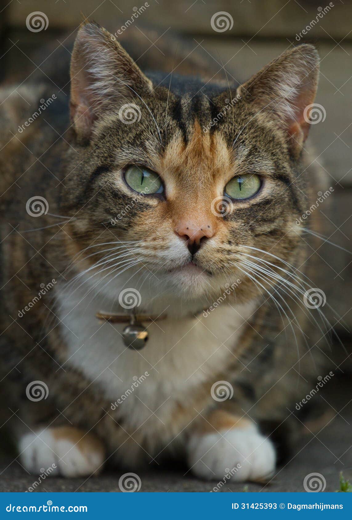 Tortie-tabby Cat in the Garden Stock Image - Image of mammal, black ...