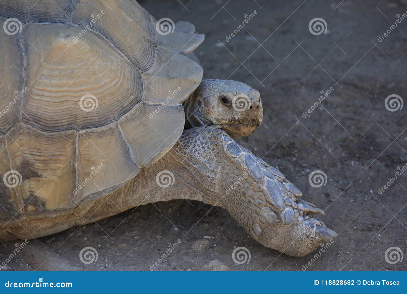 Tortious Profile Stock Photos - Free & Royalty-Free Stock Photos from ...