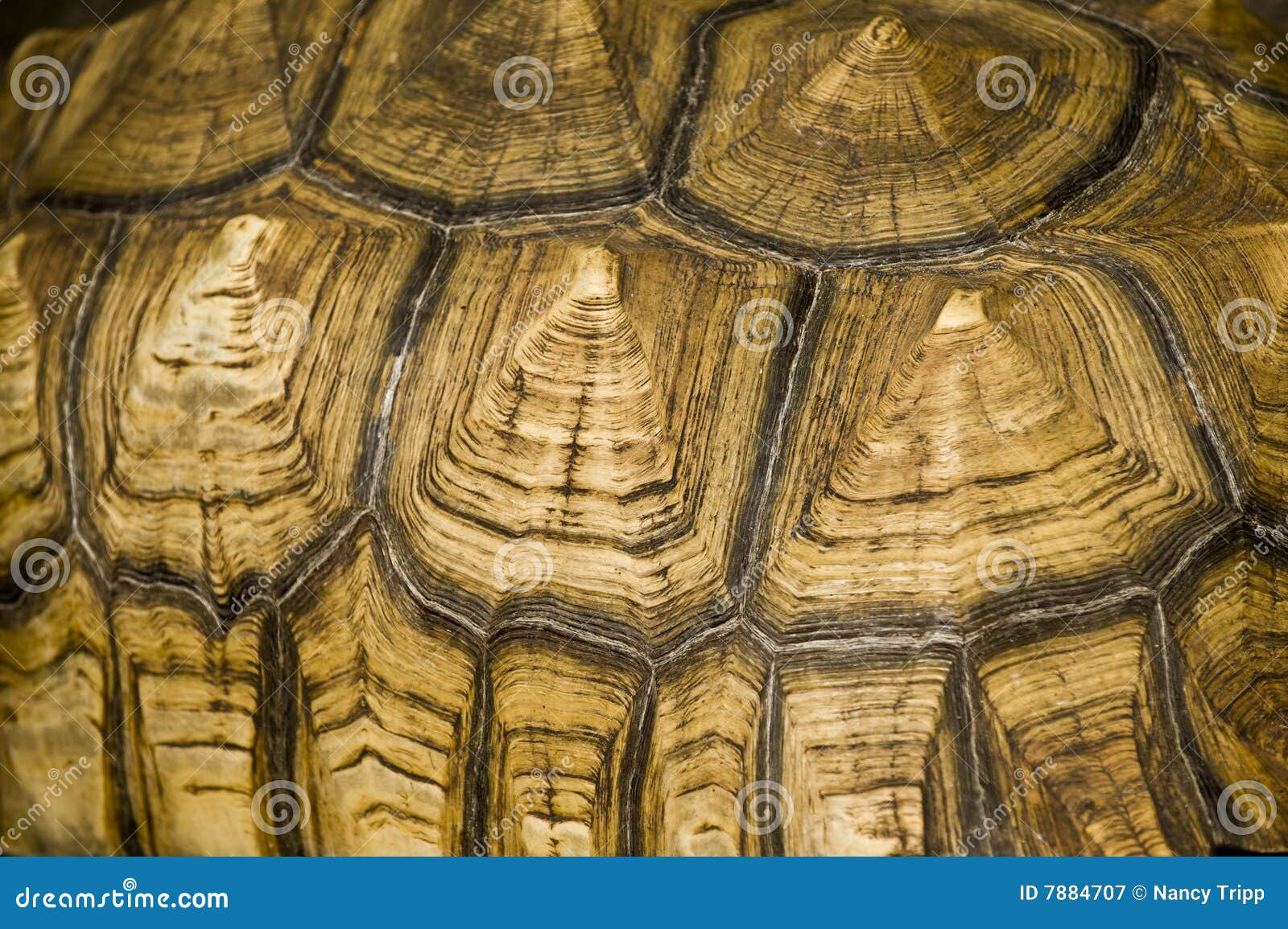 Tortise Shell Abstract stock image. Image of horizontal - 7884707